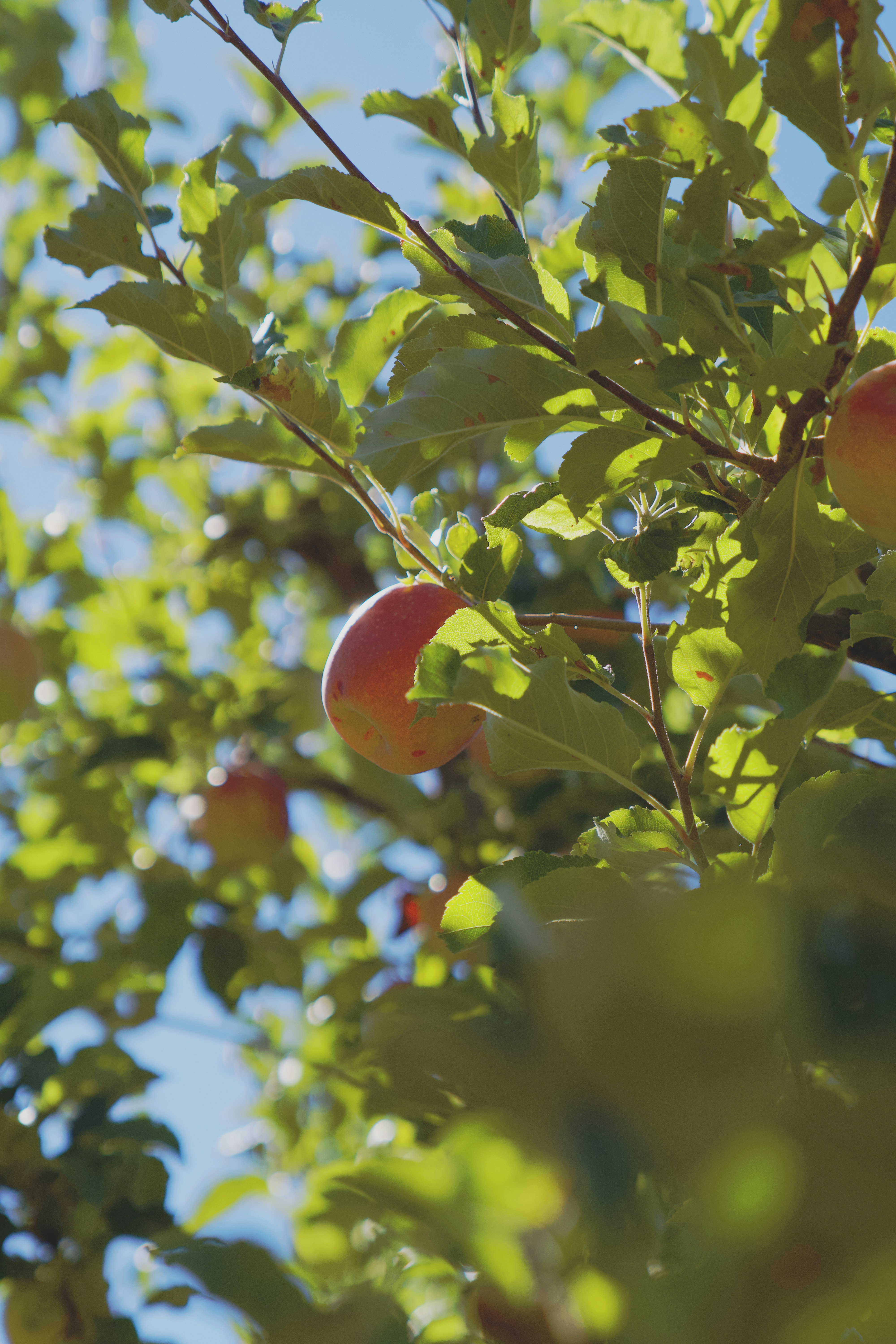 Ripe apples hang from a tree branch.