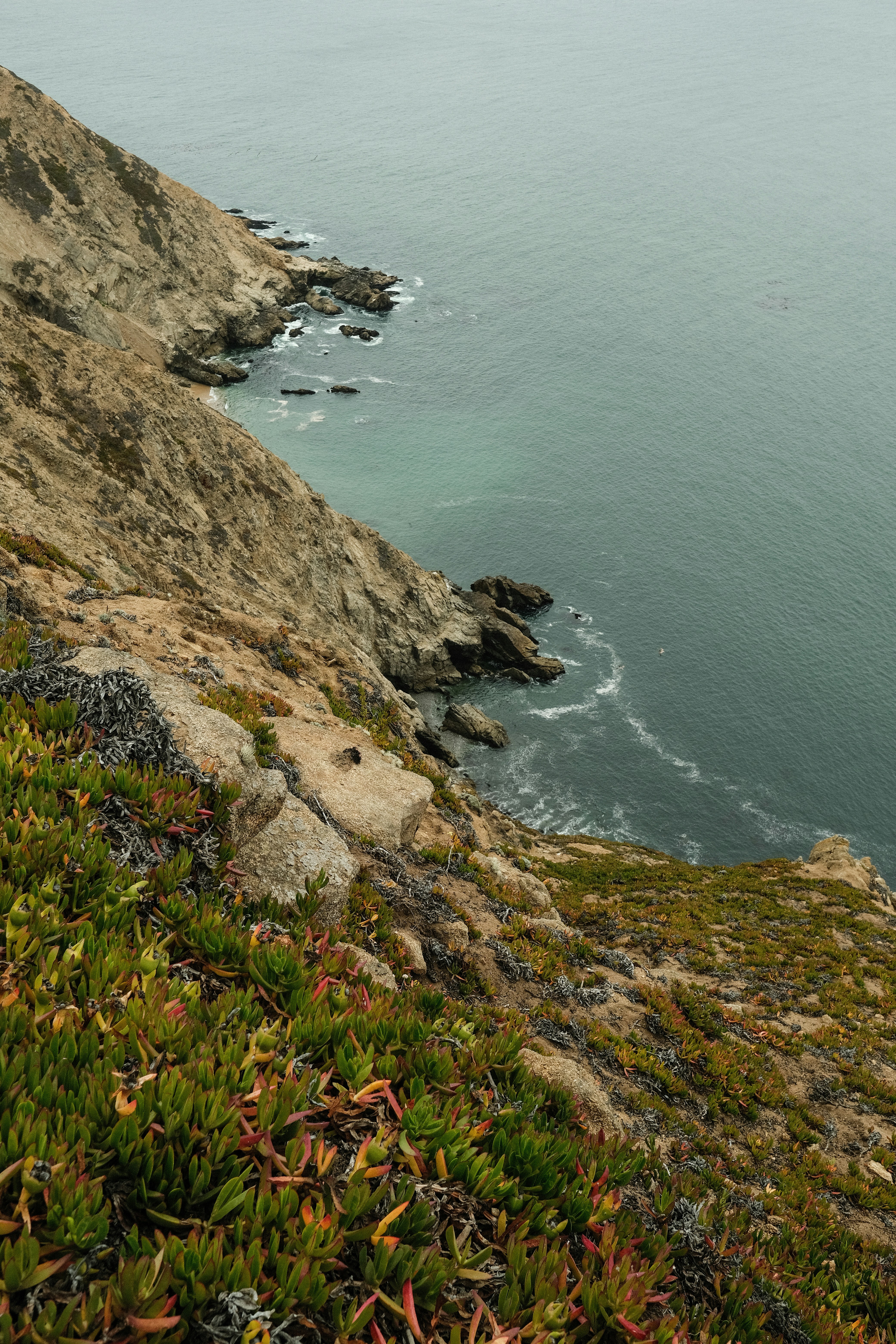 Lush greenery cascading down a rugged cliffside, overlooking the tranquil ocean waves below. The scene captures the interplay between land and sea.