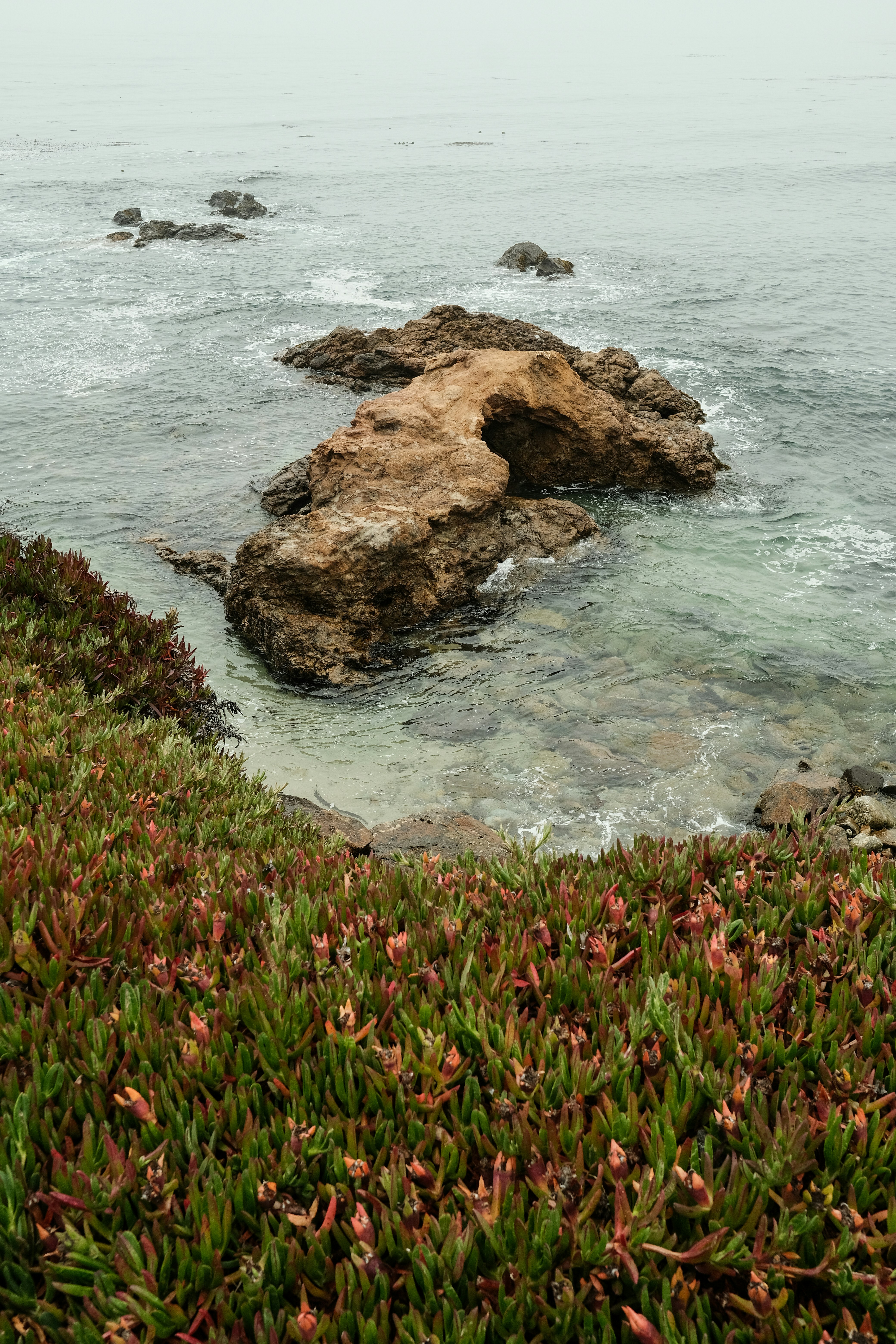 Rocky coastline with green succulent plants and ocean waves.