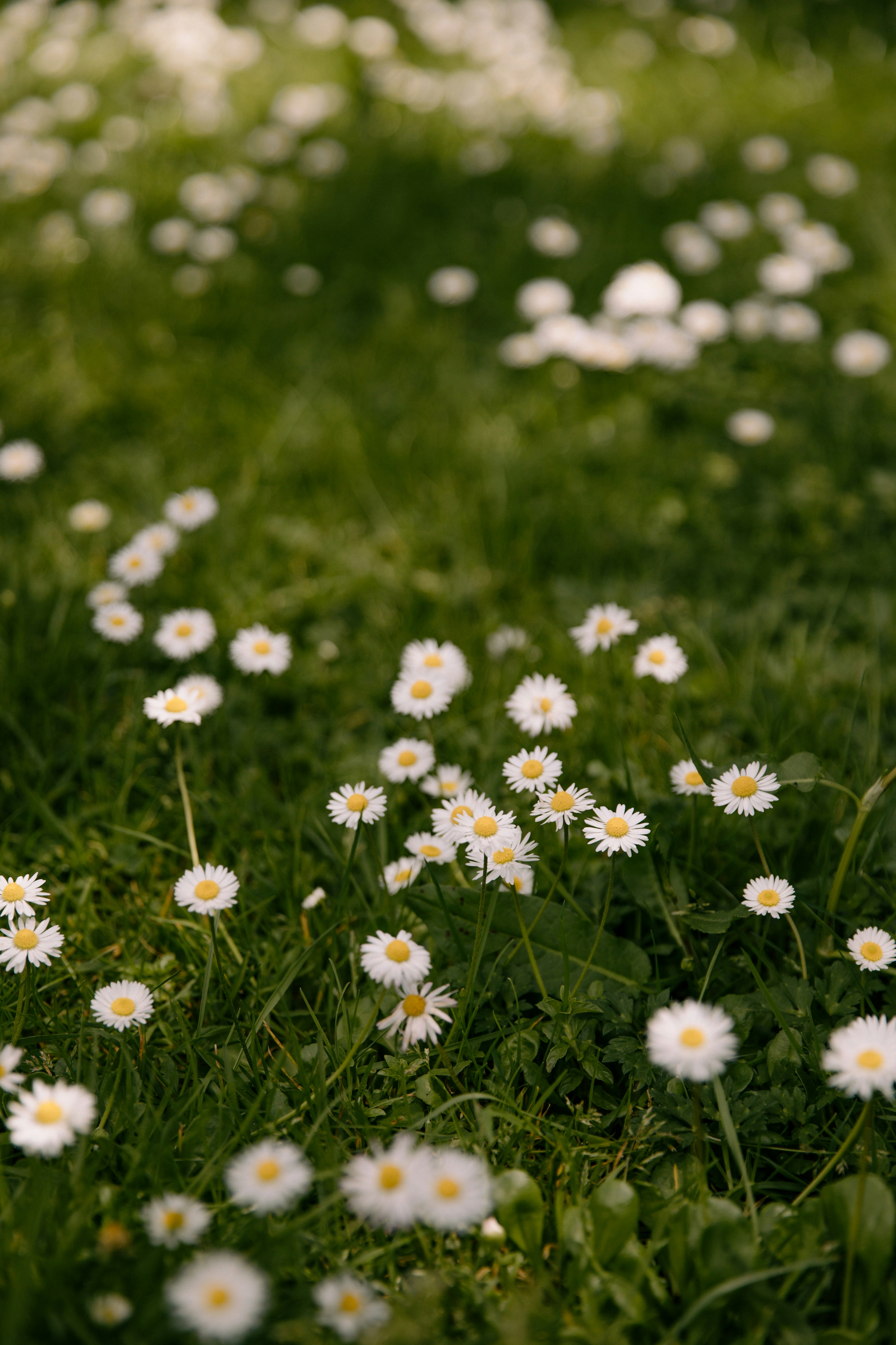 A field of white daisies blooming in green grass.