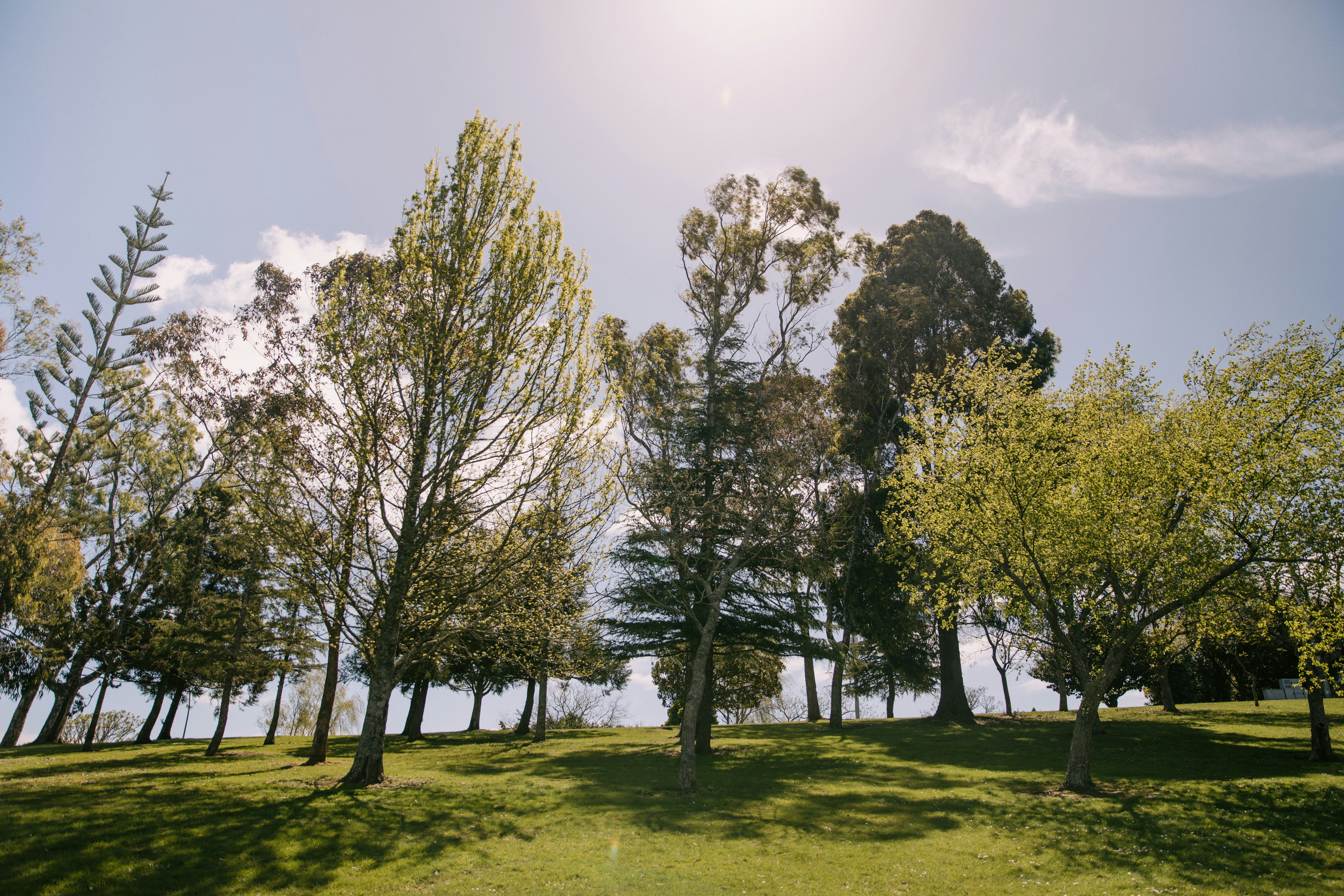 Lush green trees sway gently under a clear blue sky, illuminated by soft sunlight. The scene evokes a tranquil atmosphere in a serene park setting.