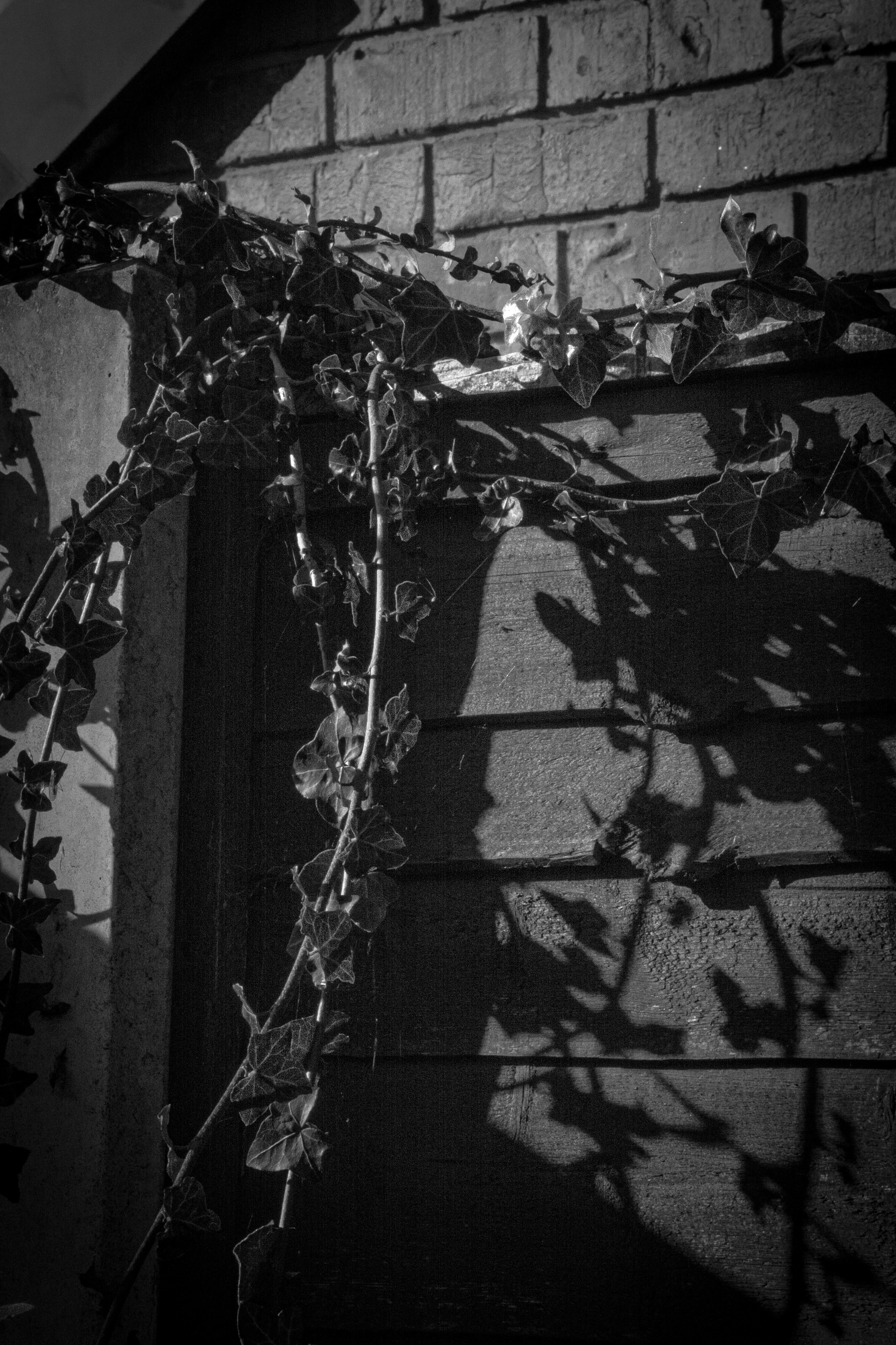 Ivy vines cast shadows on a brick wall. photo – Free Texture Image on ...