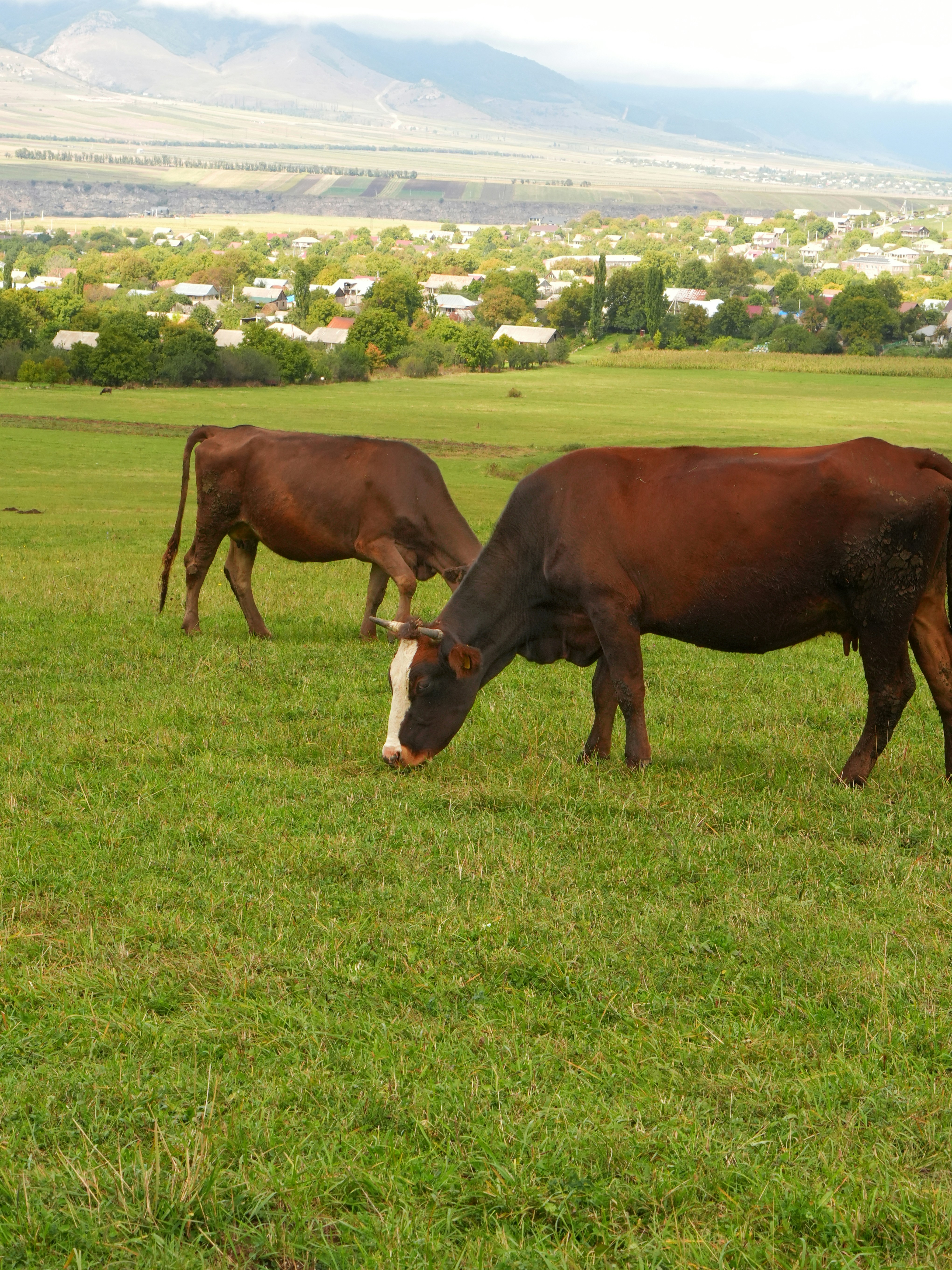 Grazing Harmony in Pastoral Serenity