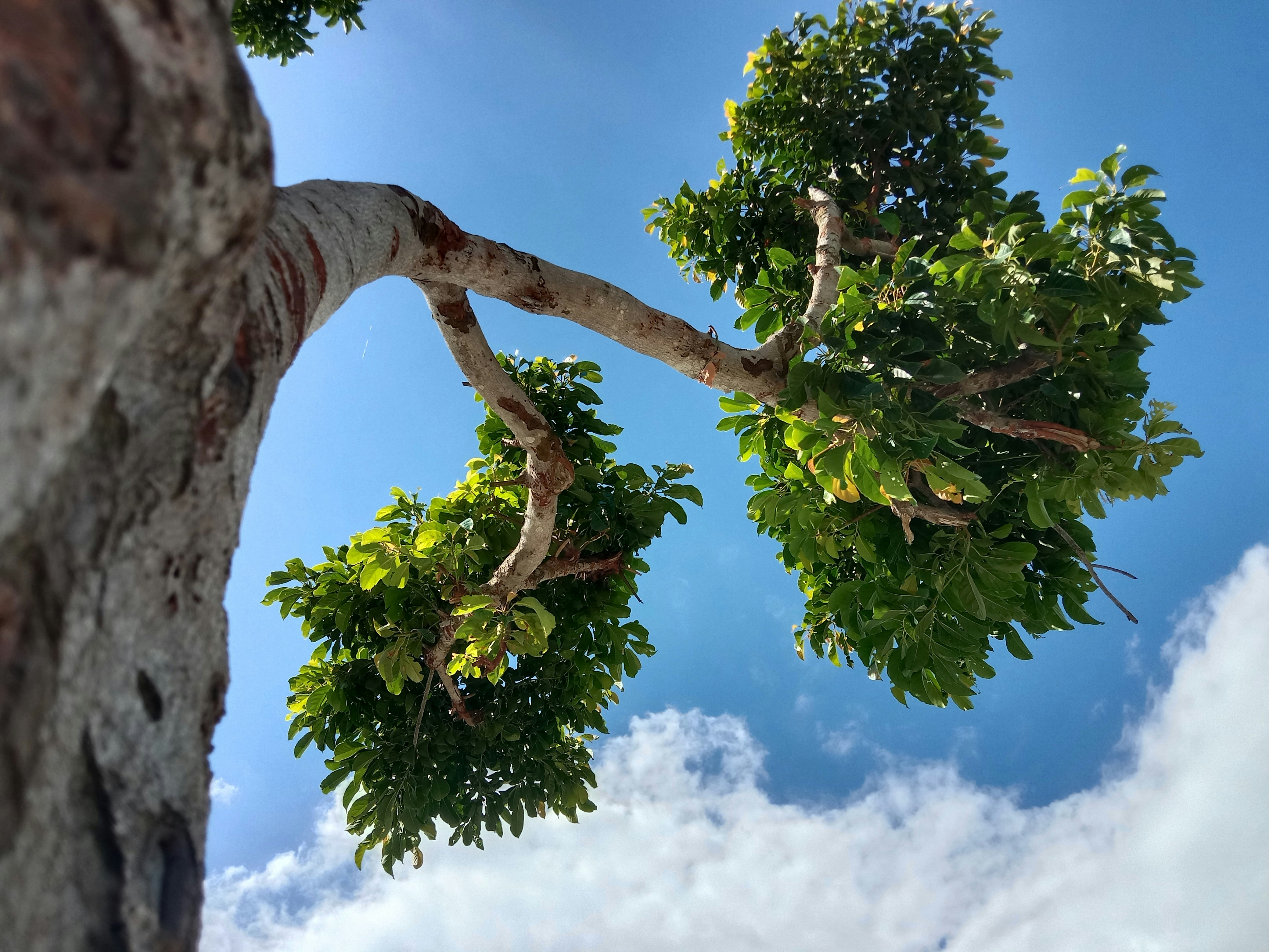Looking up at a tree against a blue sky