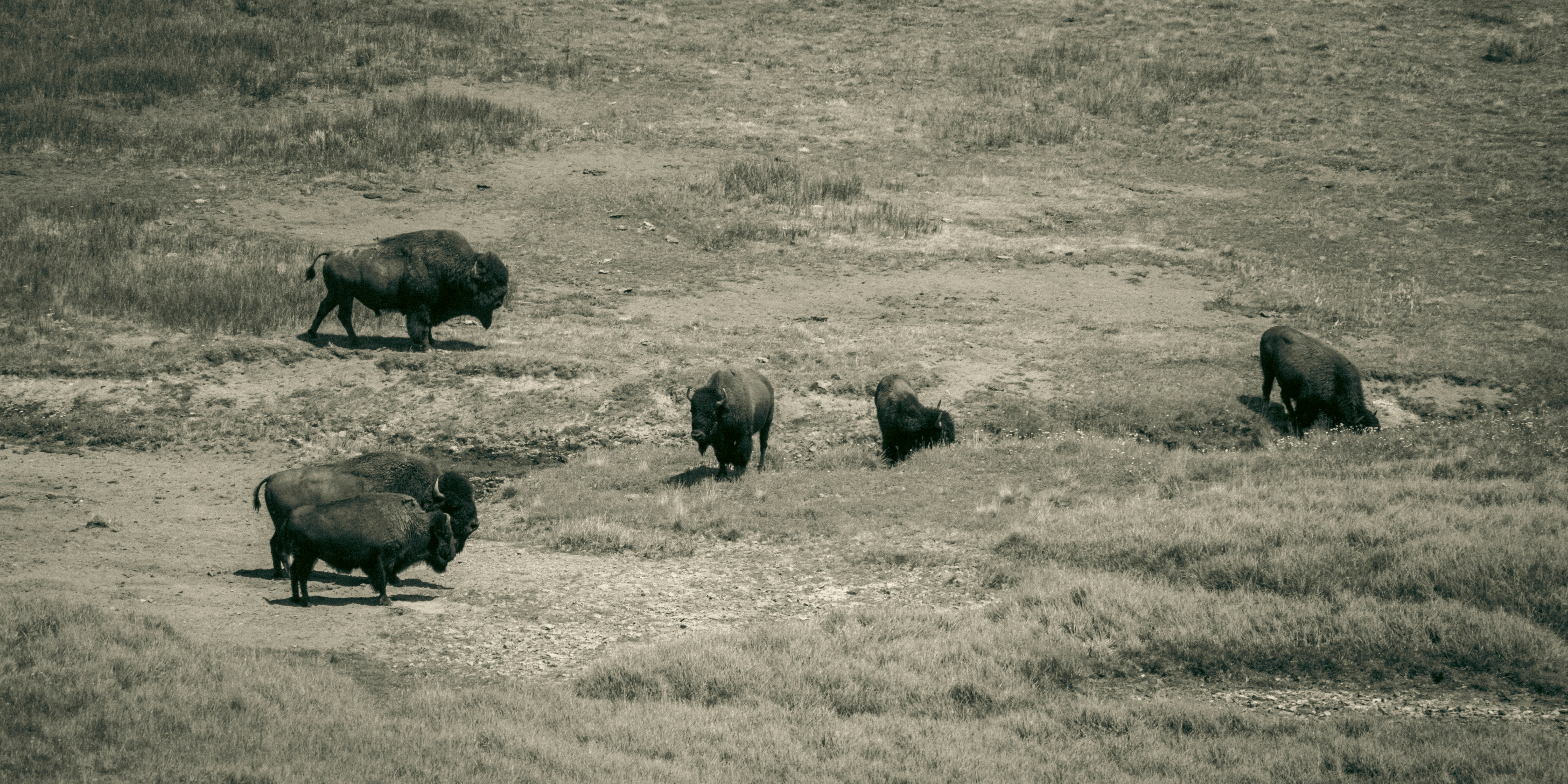 A group of bison grazing in a vast, open landscape, showcasing their natural habitat. The monochromatic tones enhance the rugged beauty of the scene.