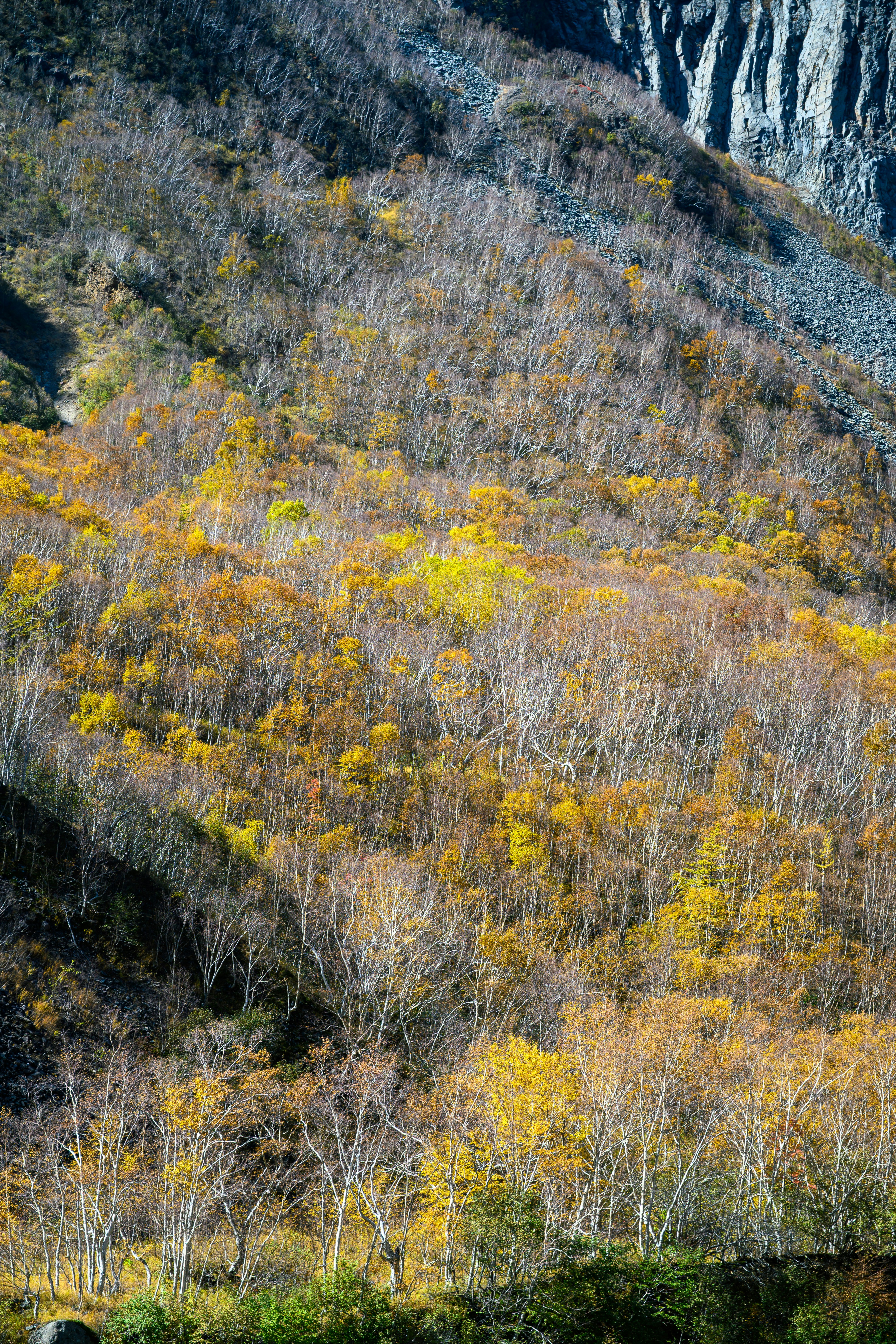 Vibrant autumn foliage blankets a mountainside, showcasing a blend of golden yellows and soft browns against rugged terrain.