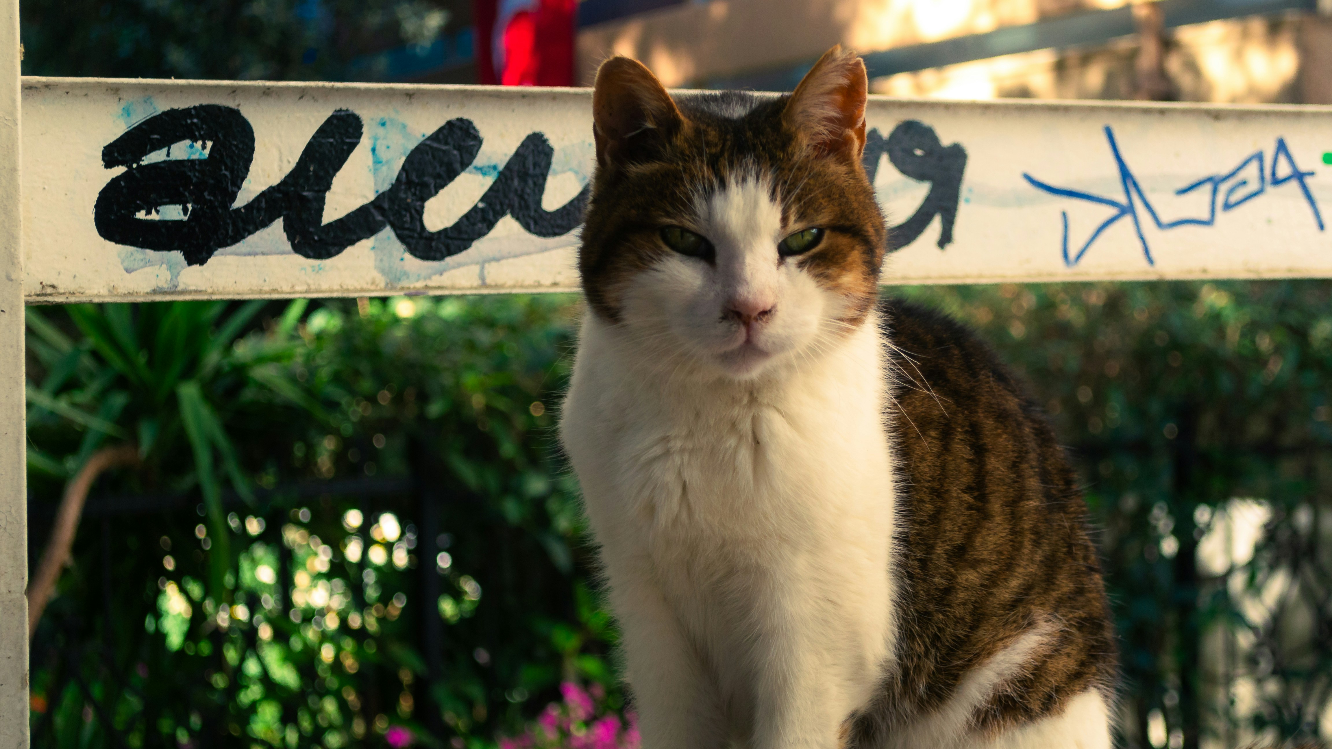 Urban Whiskers: A Feline's Gaze