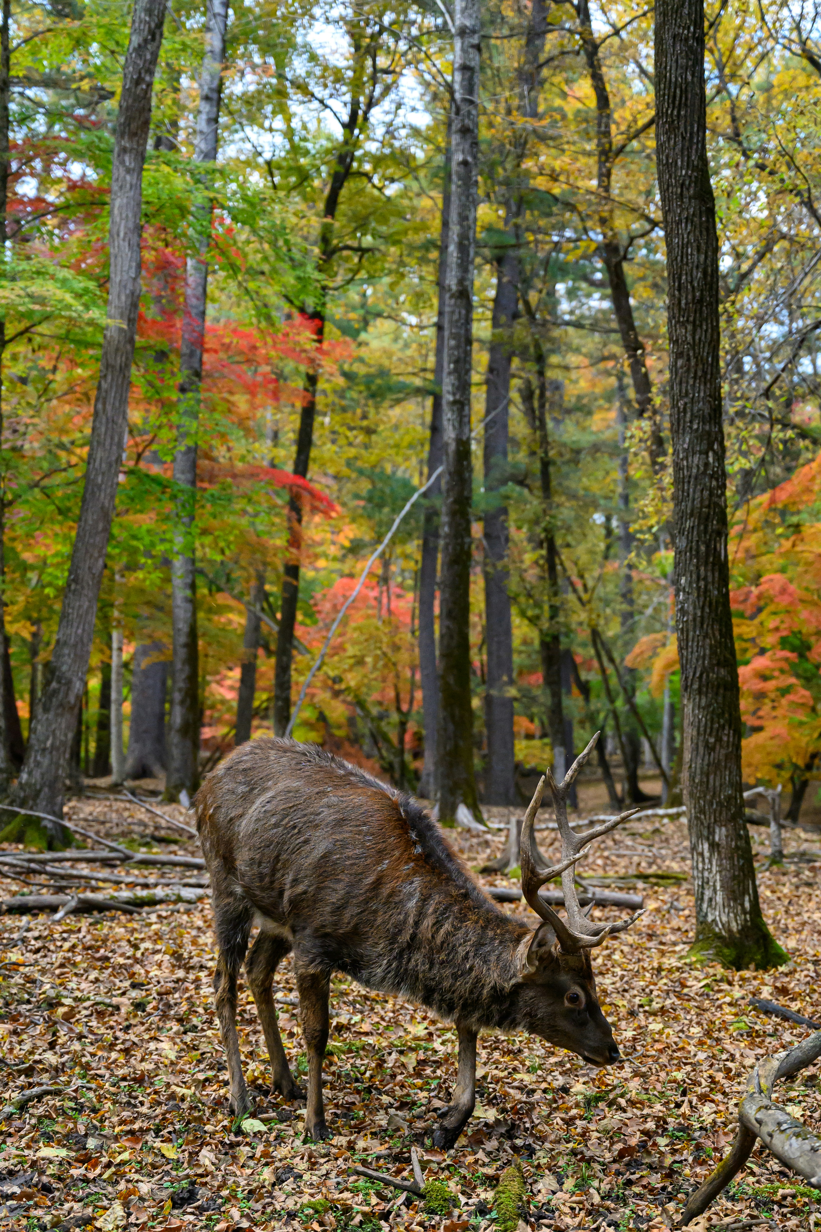Deer walking through autumn forest with colorful leaves