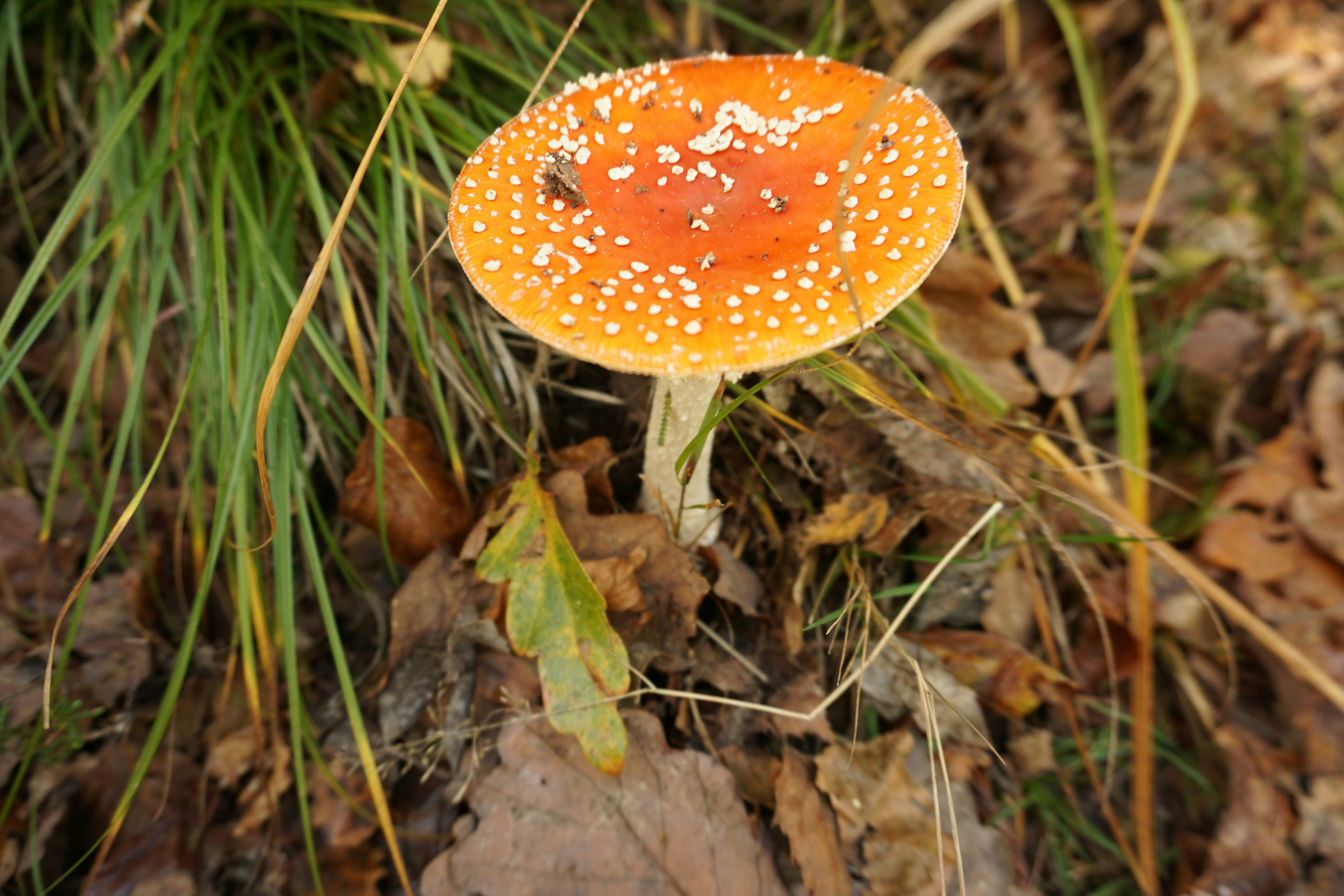 Vibrant Solitude: The Enigmatic Amanita