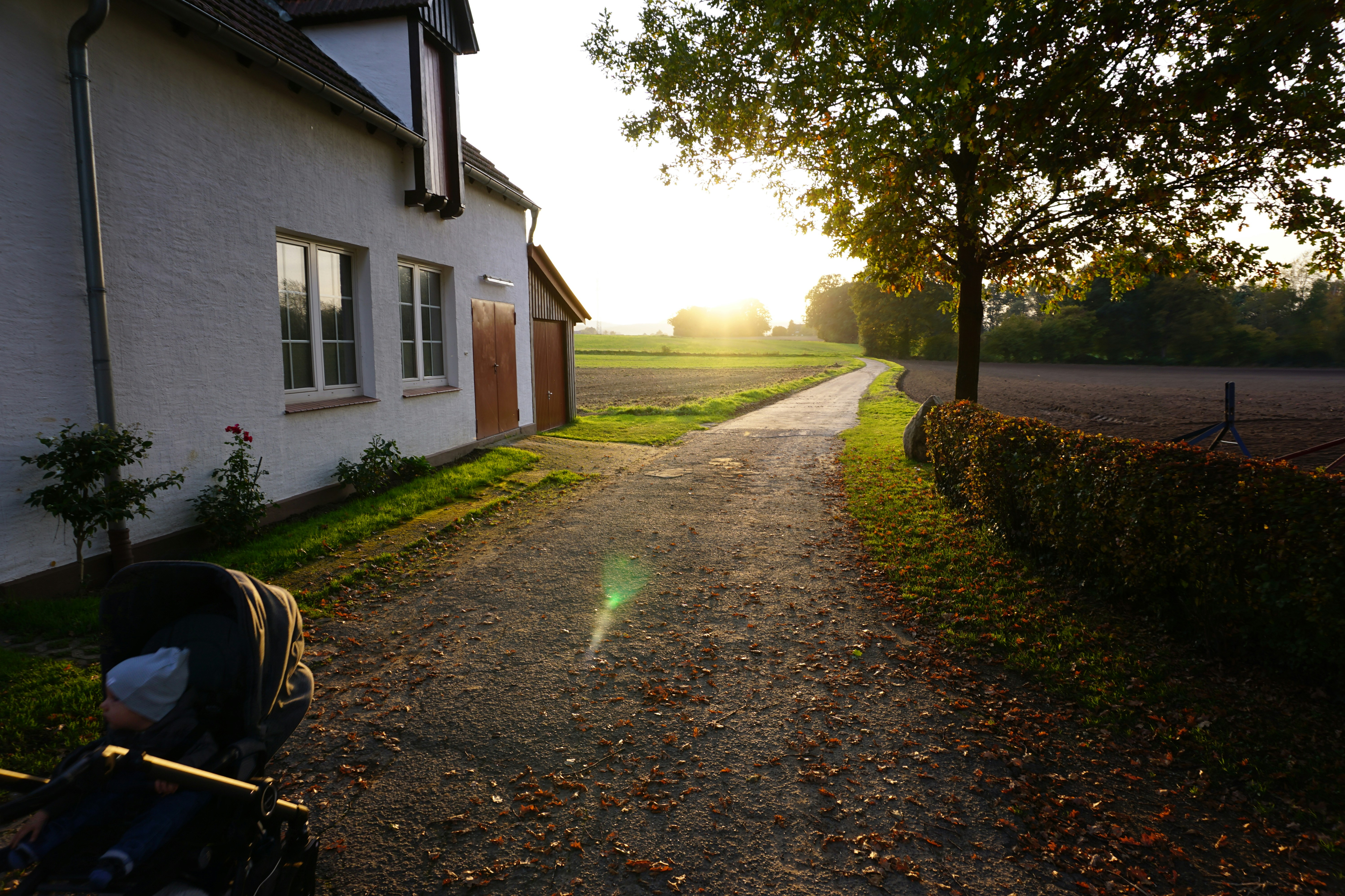 Sunset casts a warm glow over a tranquil pathway beside a quaint house, framed by lush greenery and fallen leaves.