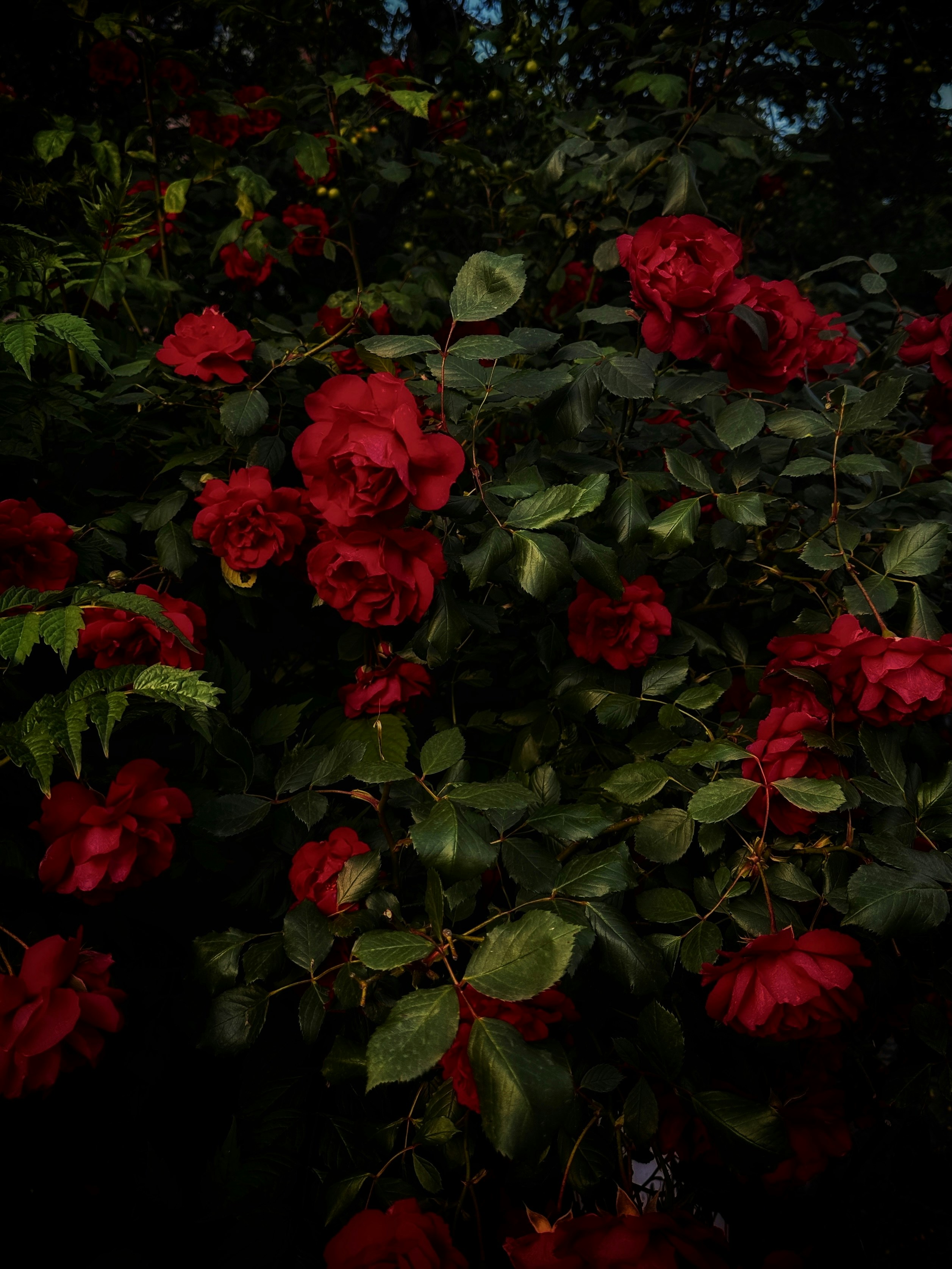 Crimson Blooms: A Floral Embrace