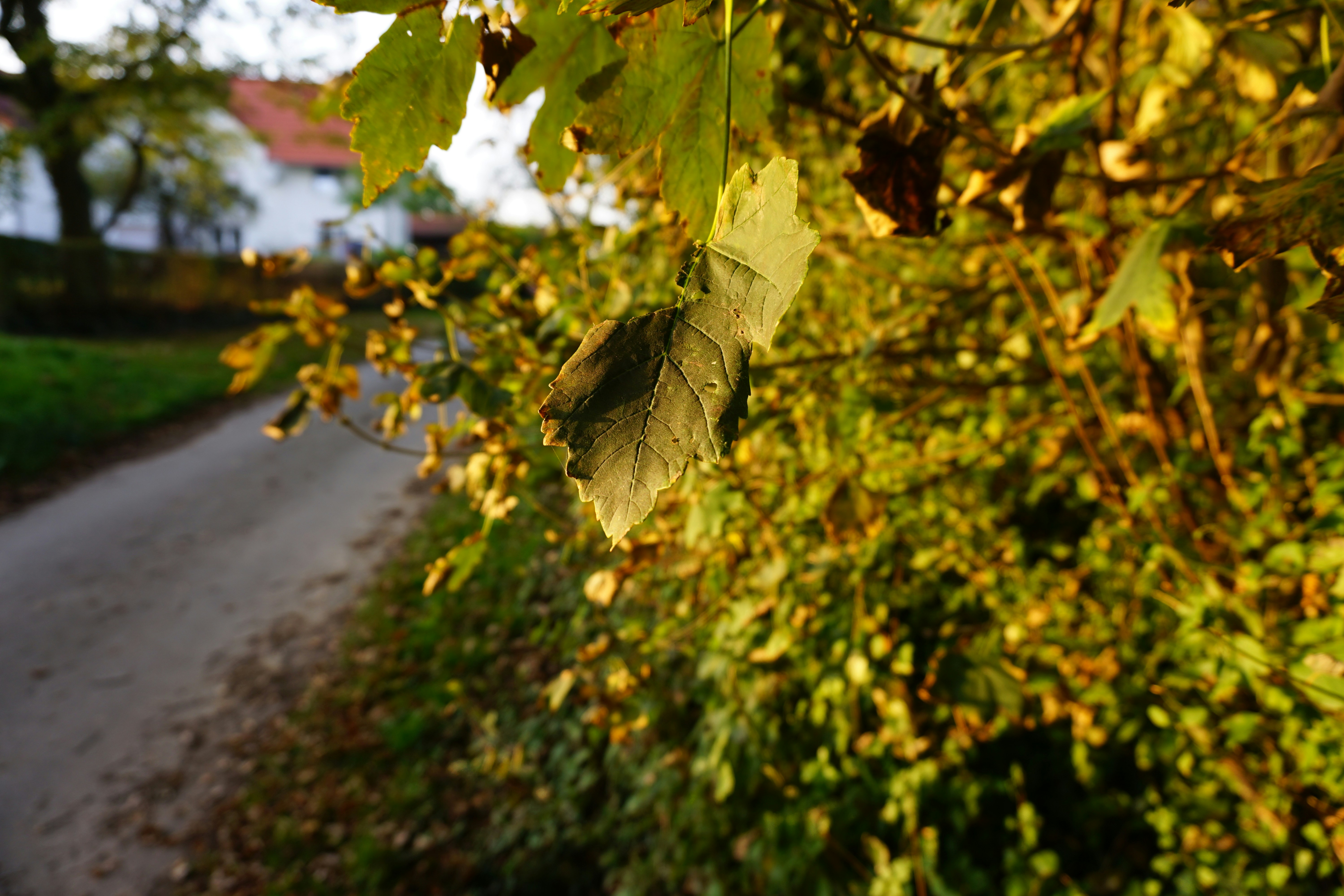 A close-up of a single leaf illuminated by warm sunlight, surrounded by vibrant autumn foliage and a blurred pathway in the background.