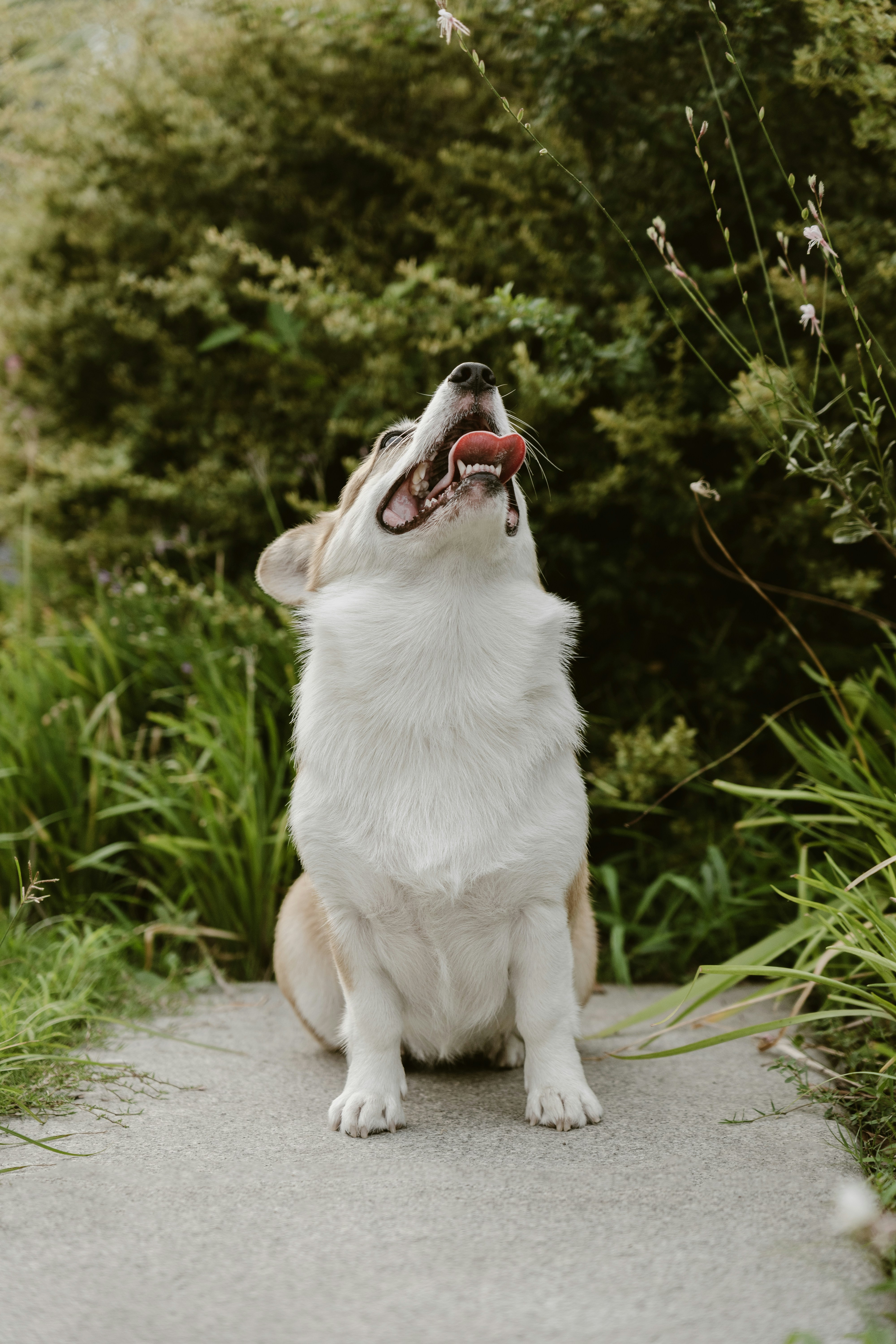 Joyful Canine Moment in Nature's Embrace