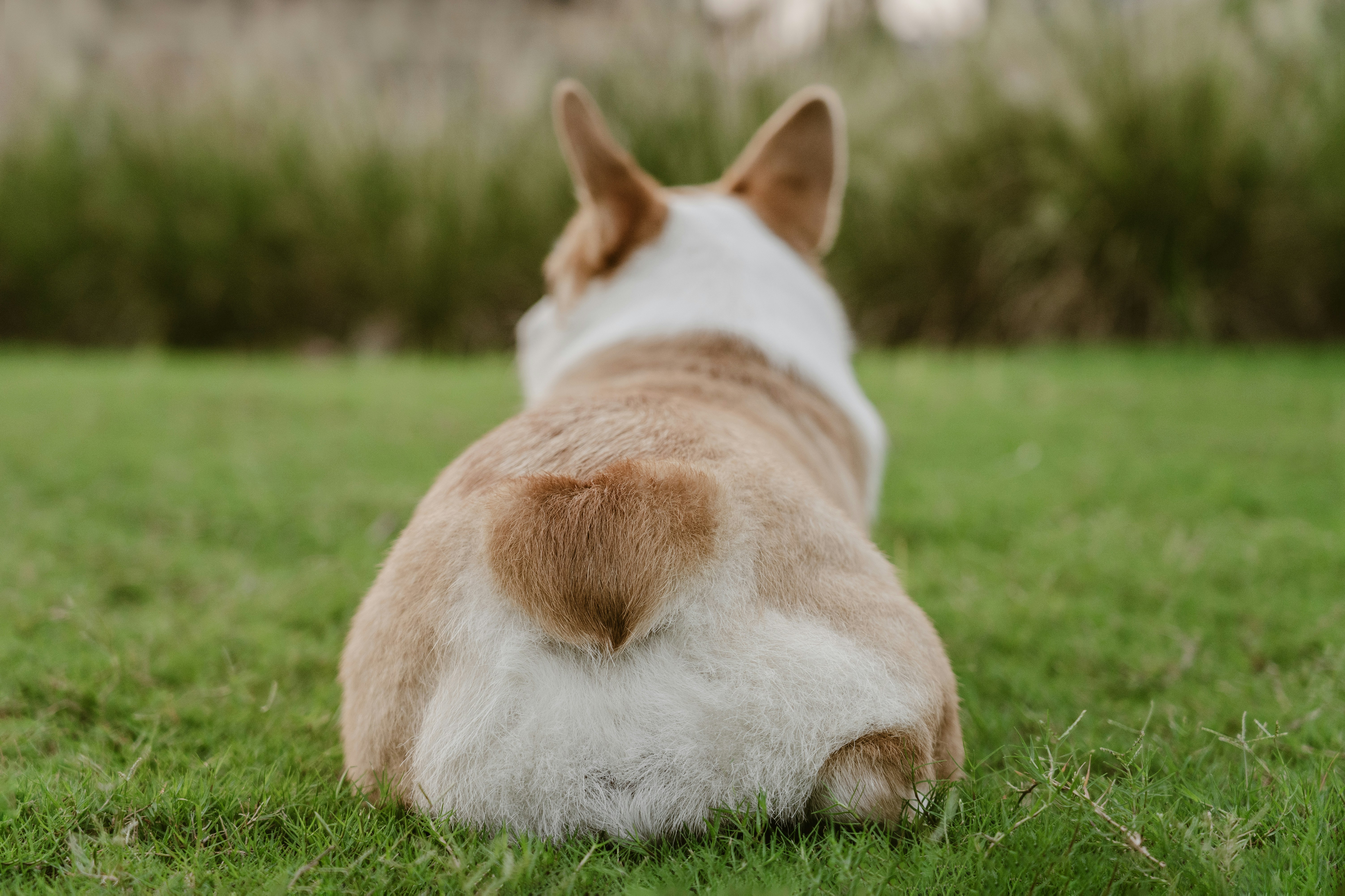 Rear view of a corgi dog with a heart - shaped rear lying on a green grass lawn outdoors, looking cute and adorable in nature. | Corgi with heart-shaped fur marking on its rear