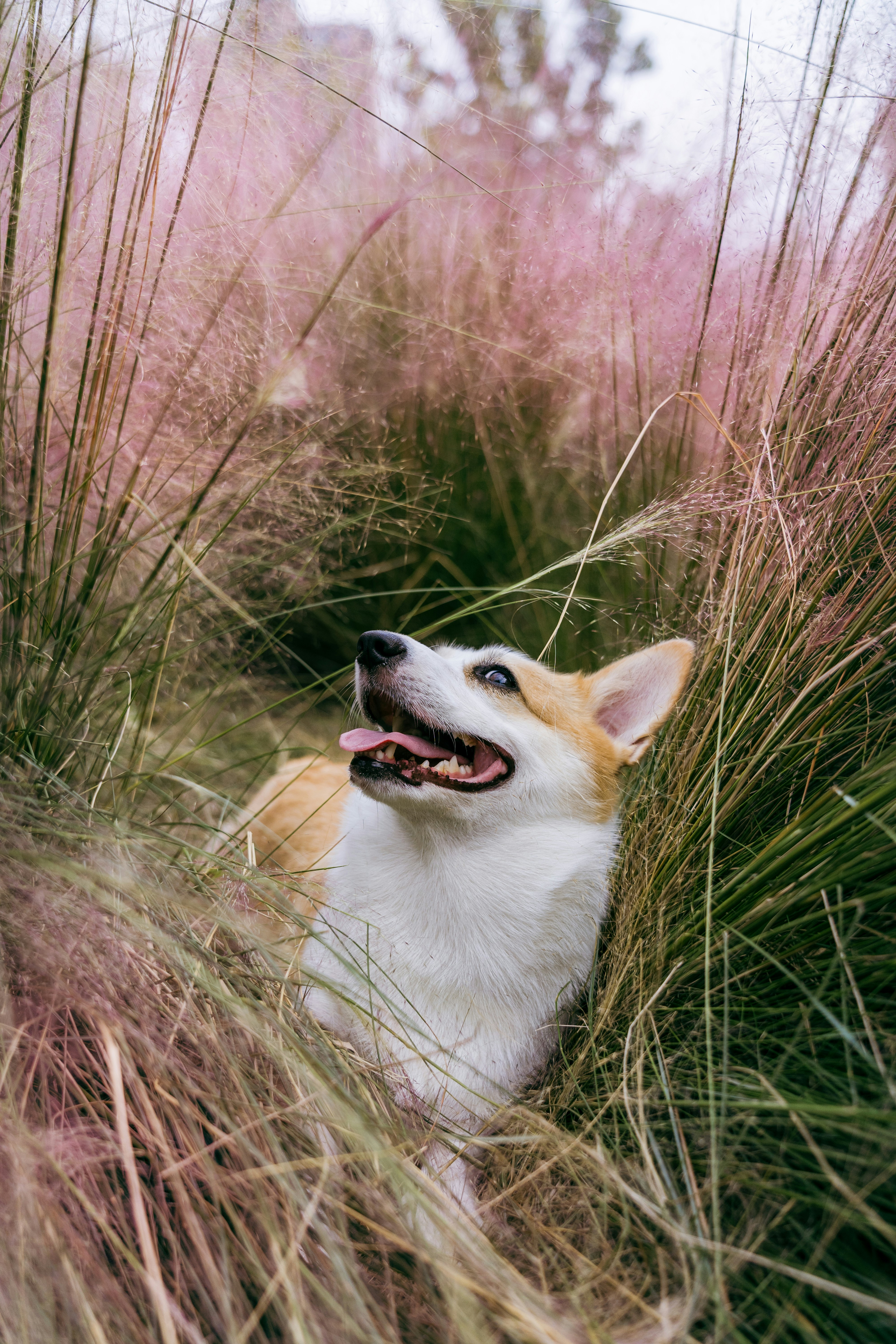 A corgi dog lies happily among pink muhly grass outdoors, tongue out and smiling, enjoying the beautiful natural and floral surroundings. | A happy corgi dog peeking through pink grass.