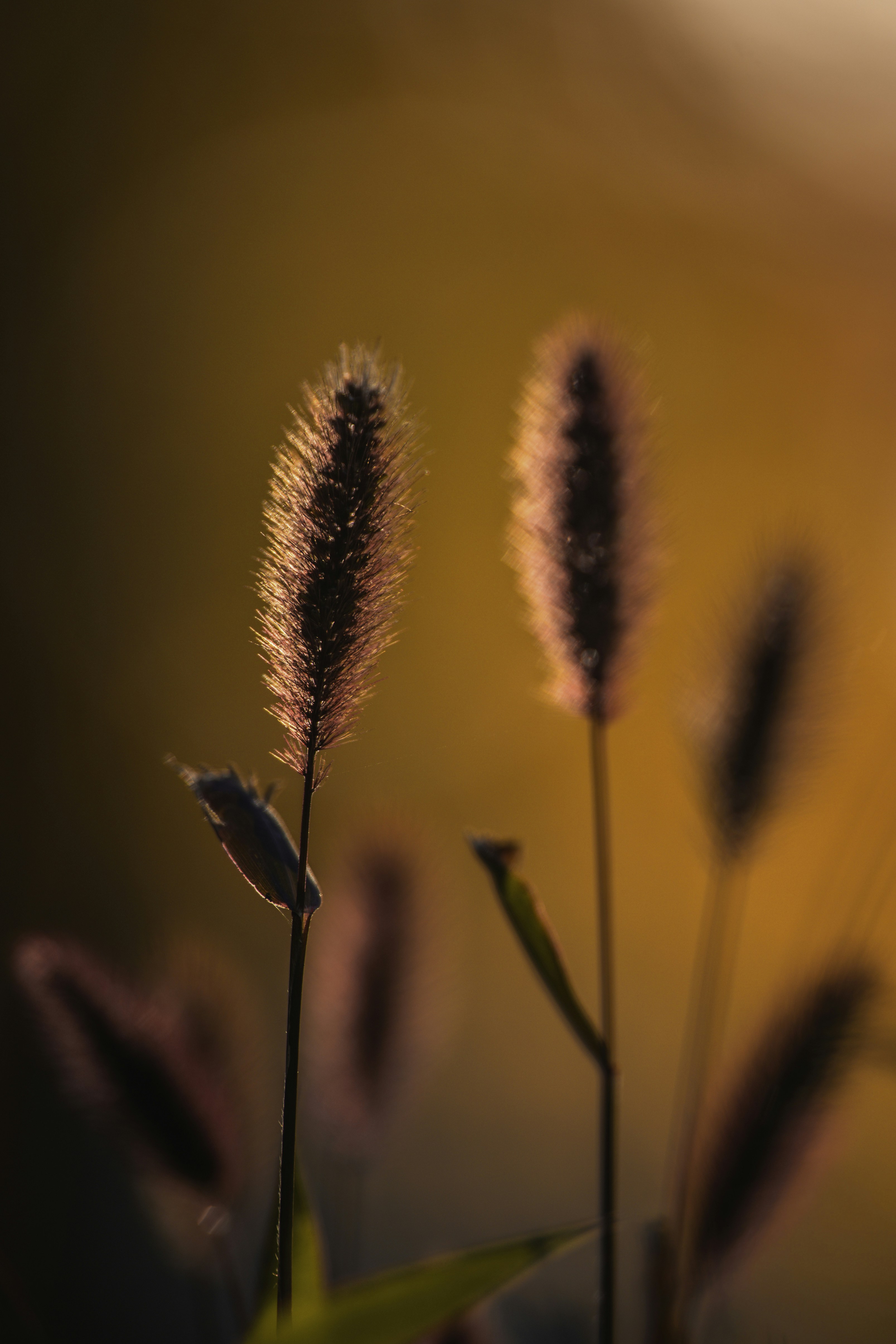 Two fluffy seed heads backlit by warm sunset light