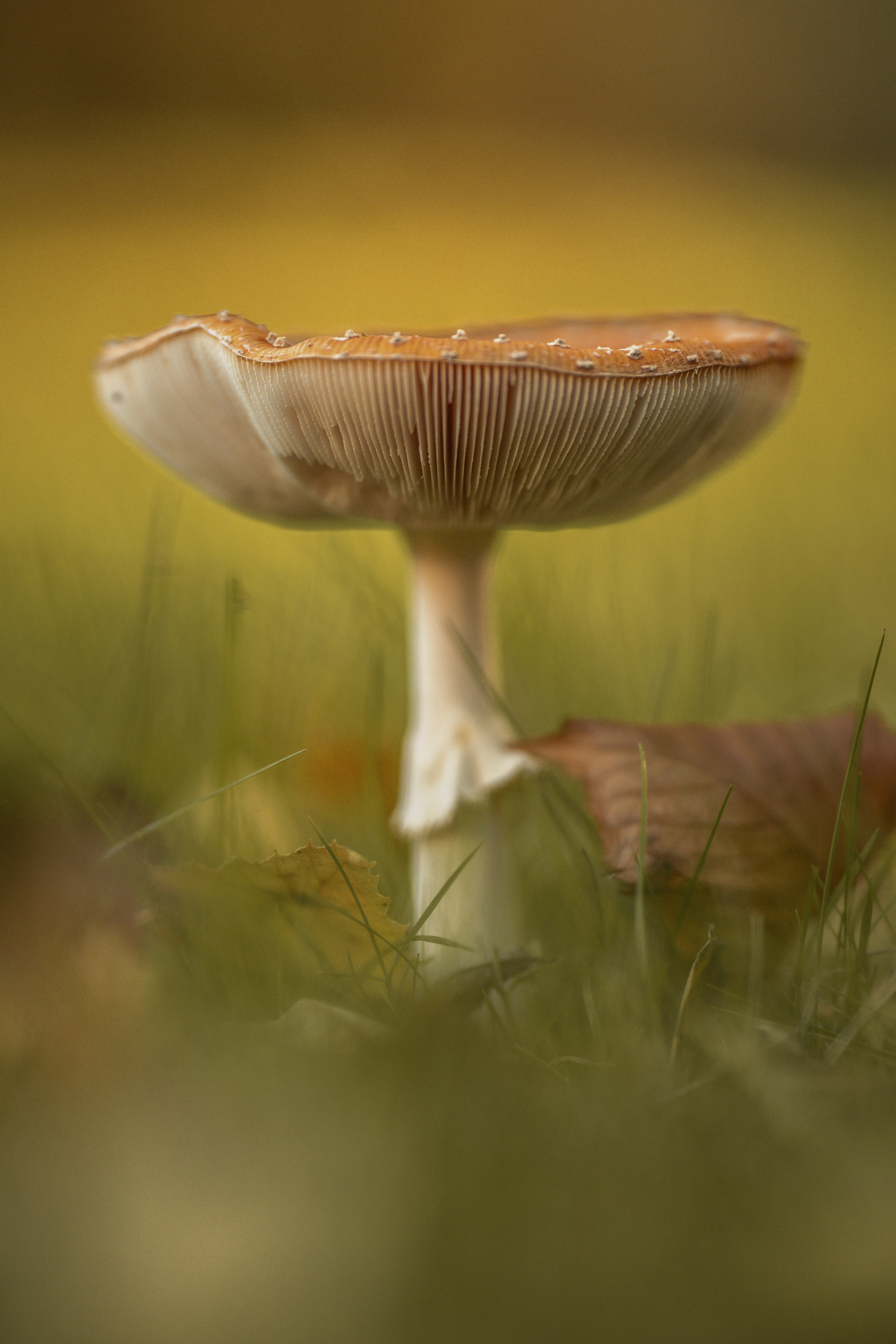 A single red mushroom with white spots in grass.
