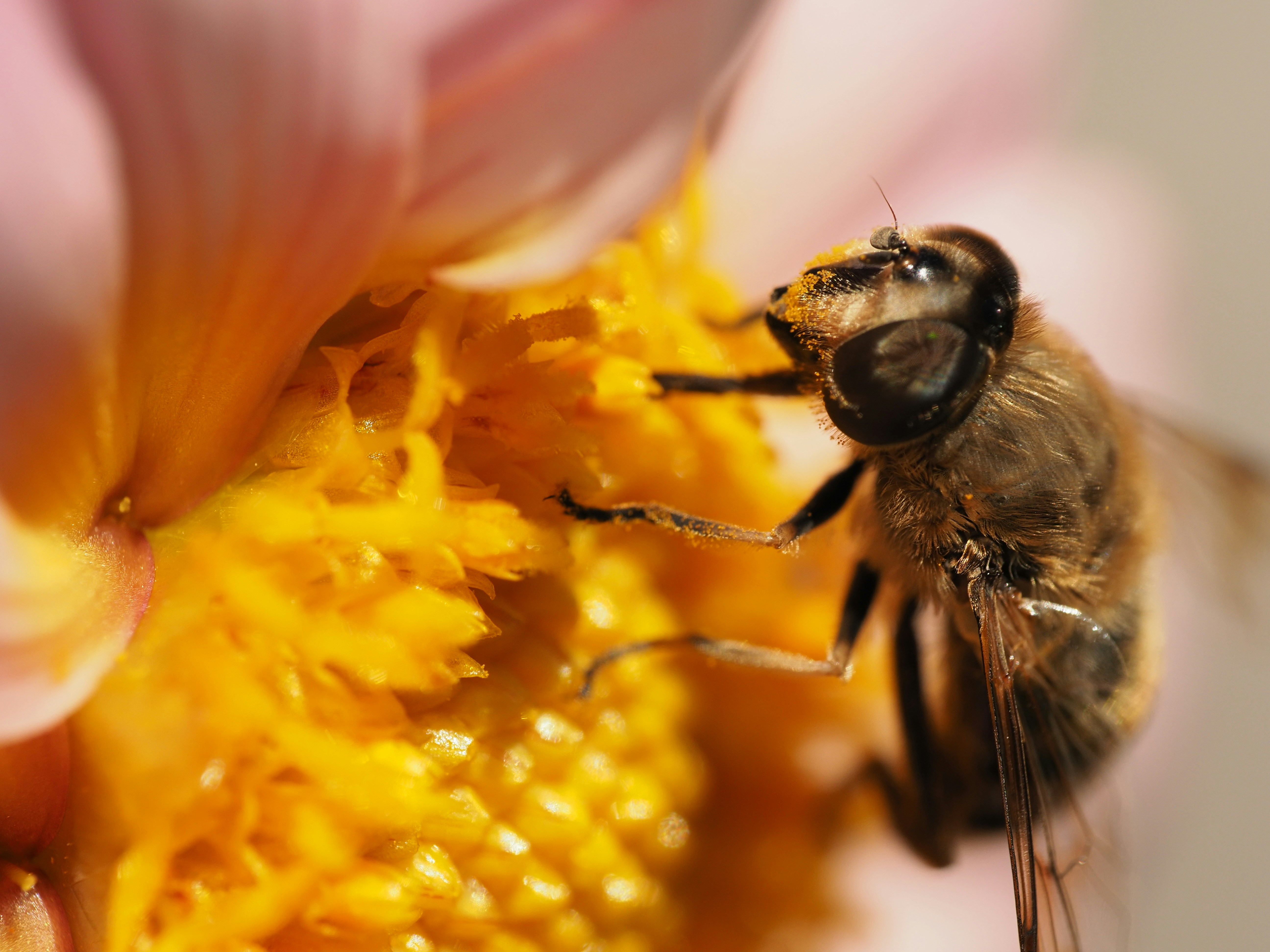Female common drone fly (Eristalis tenax) on a dahlia. | A bee on a vibrant yellow flower