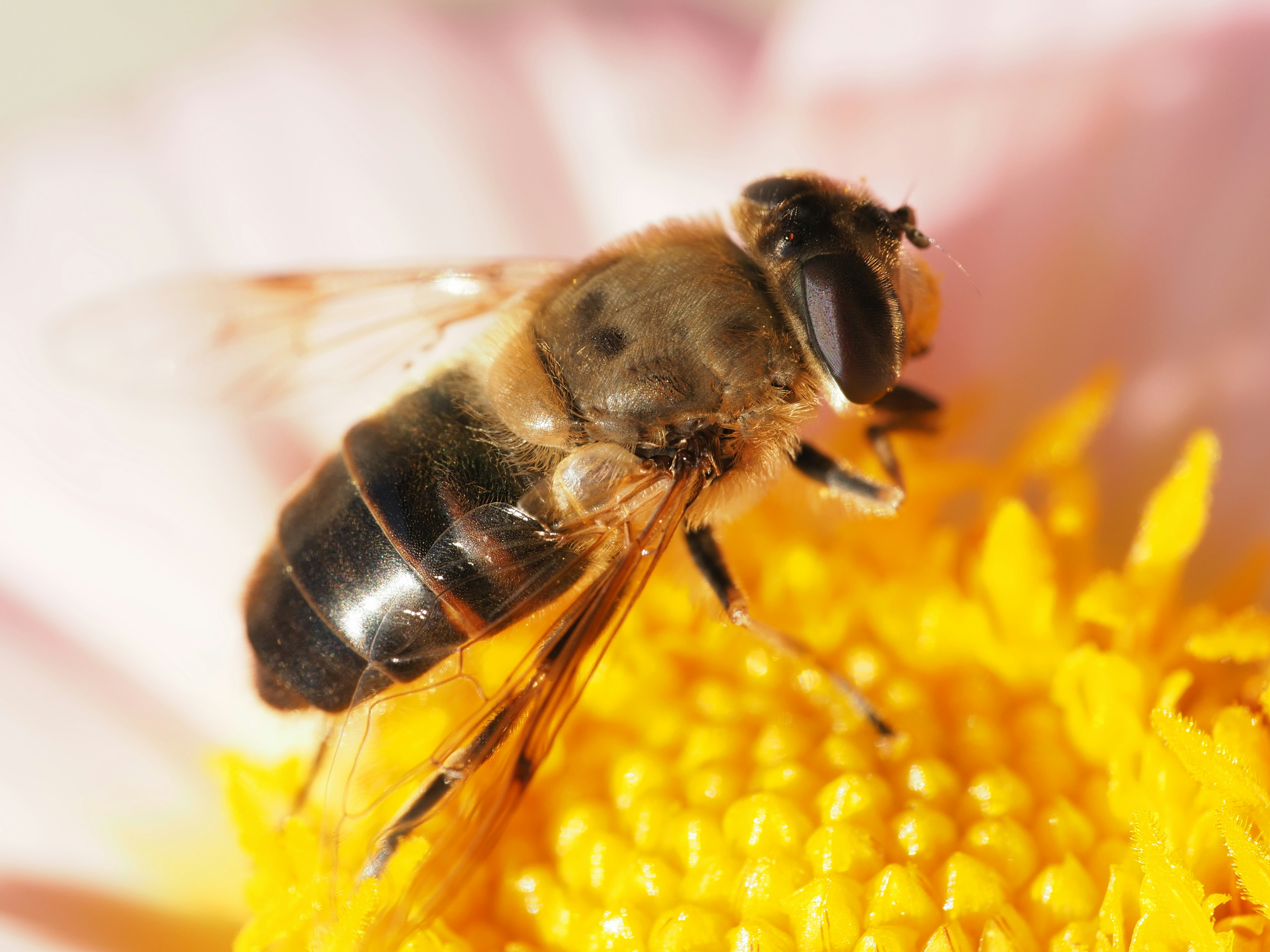 Pollinator's Dance: A Close Encounter with Nature