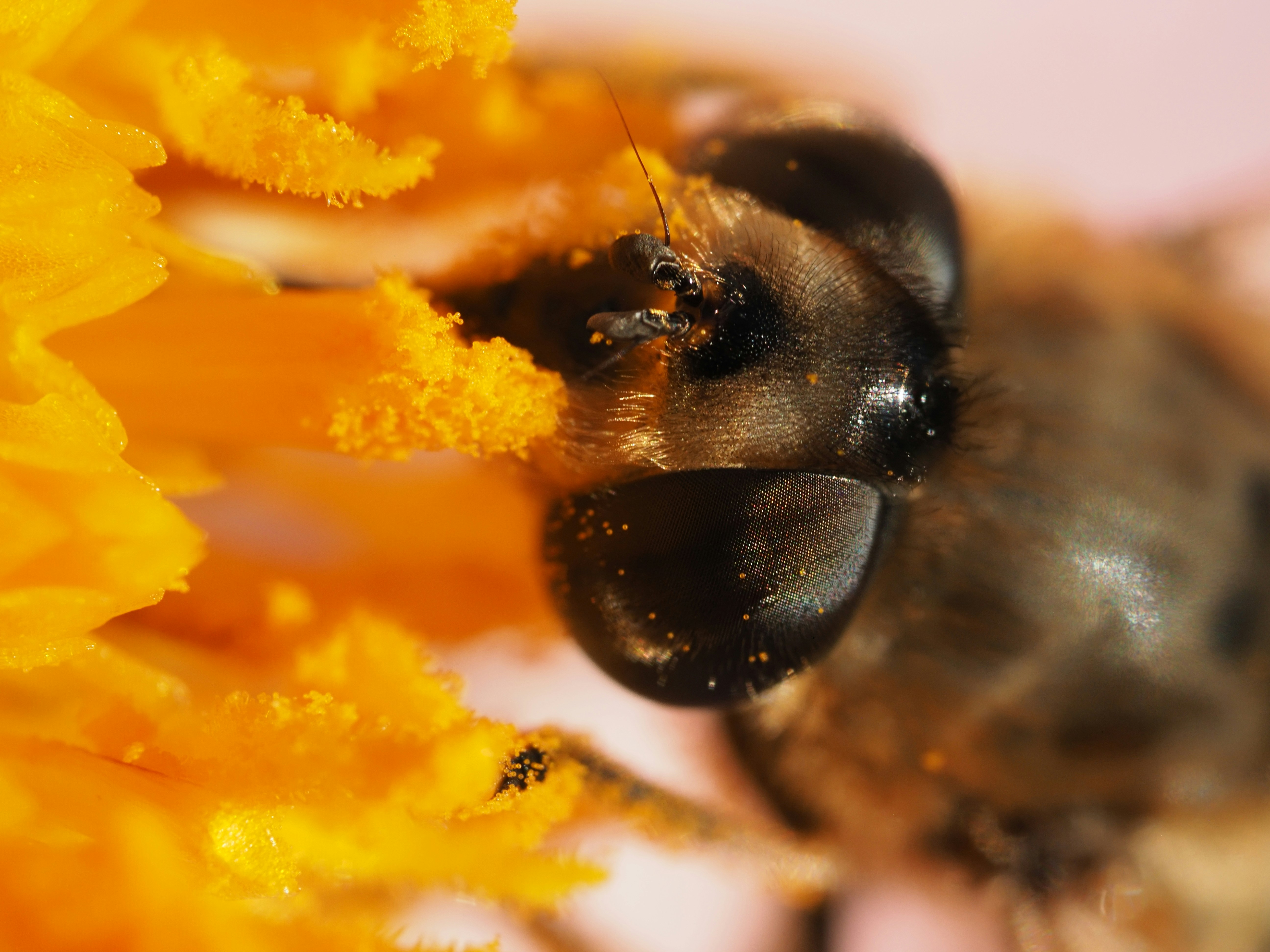 Female common drone fly (Eristalis tenax) drinking nectar from a dahlia. | Close up of a bee collecting pollen from a flower.