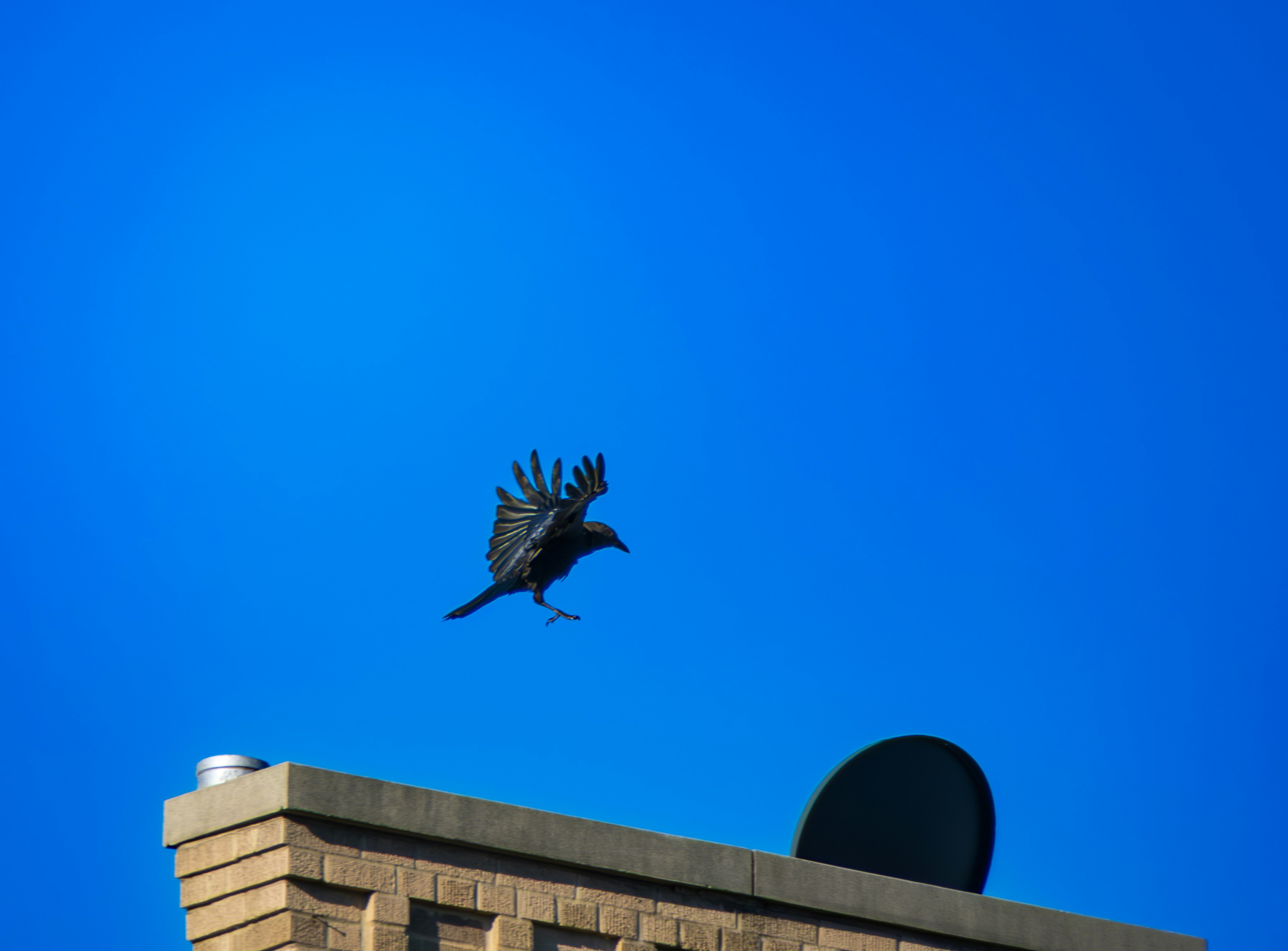 A raven takes off from the edge of a rooftop against a clear blue sky, showcasing its wings in mid-flight.