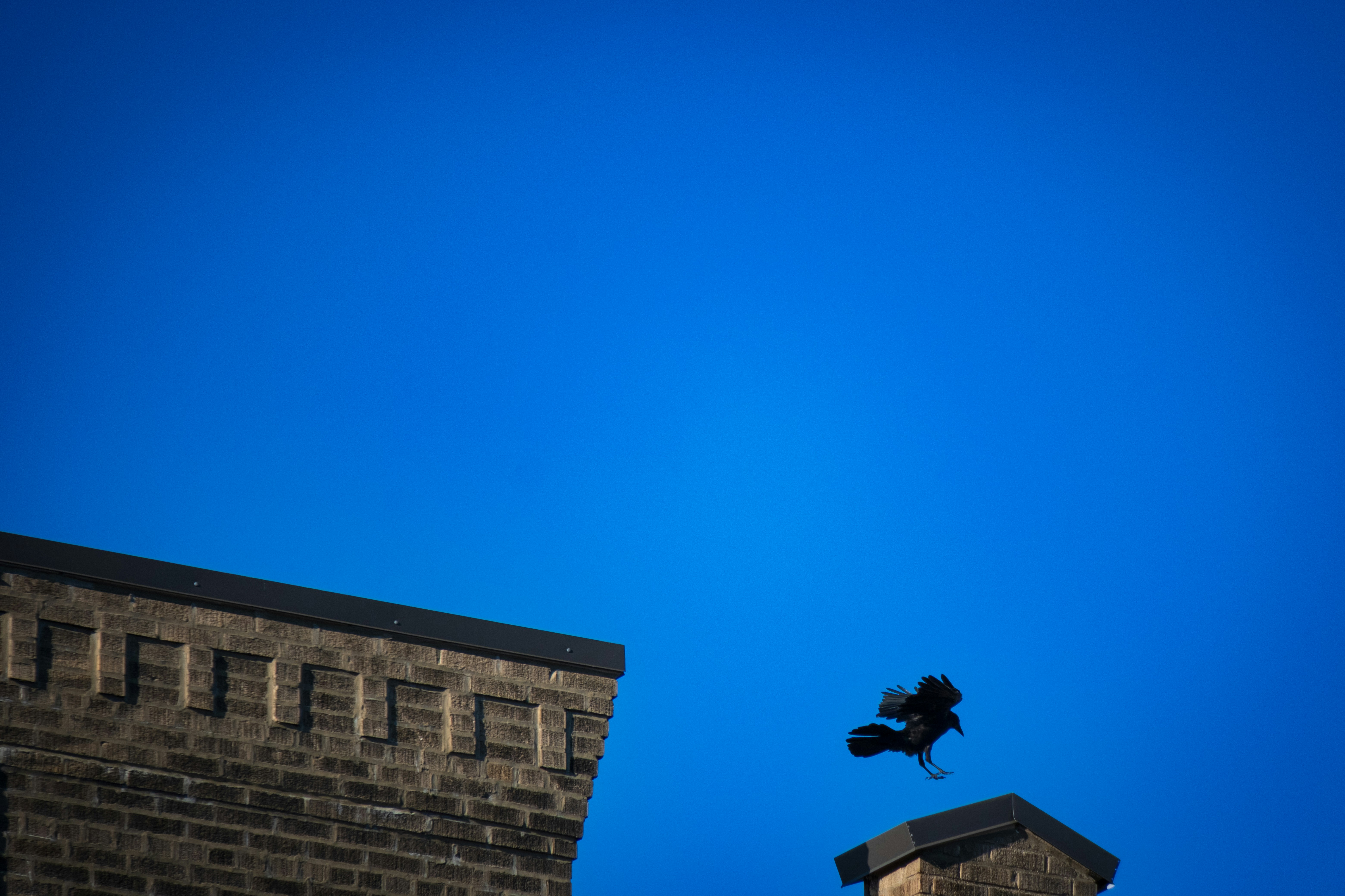 Cobalt Sky, Crow in Flight over a Brick Parapet