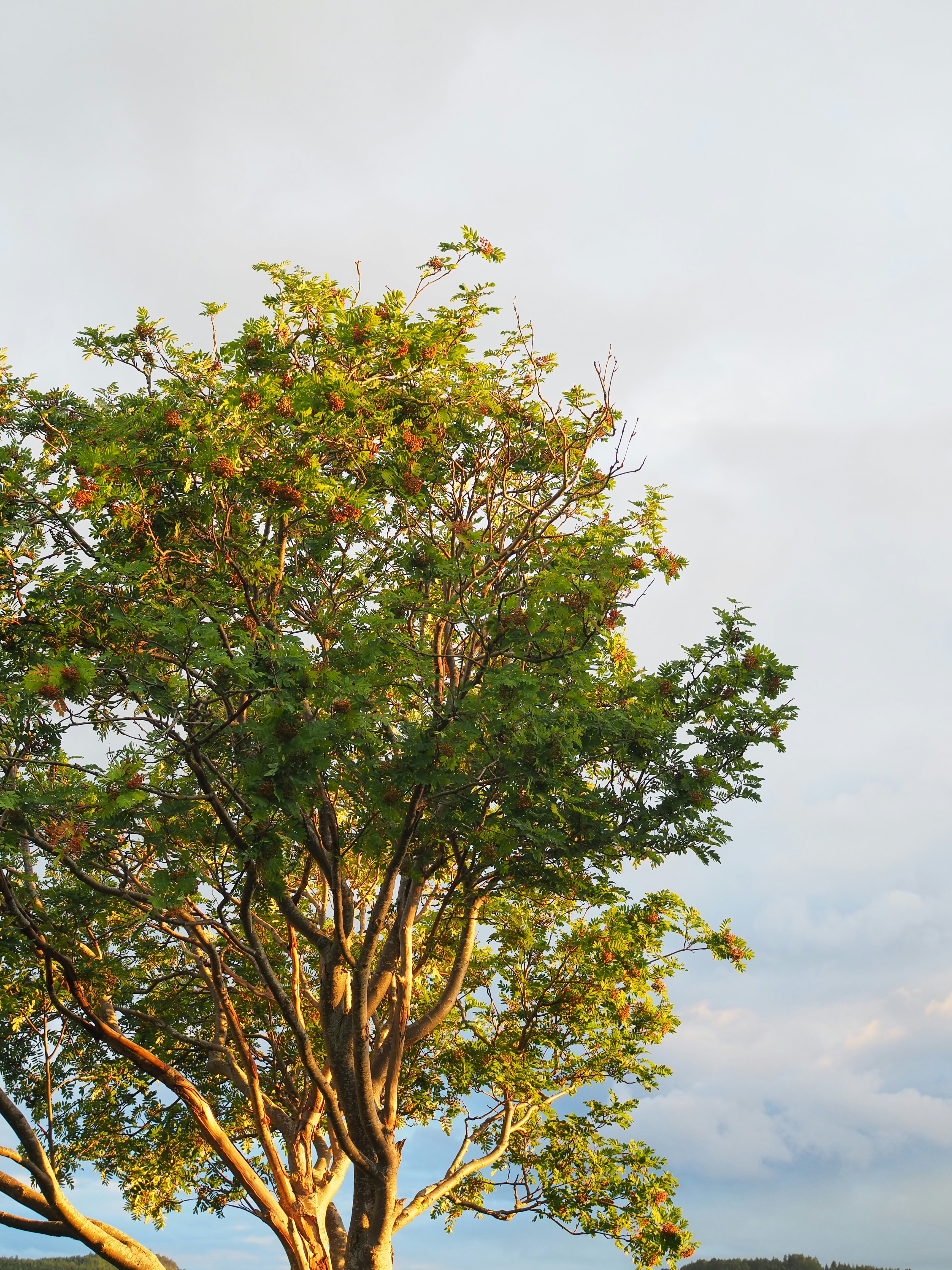 A vibrant tree basking in golden sunlight against a backdrop of soft clouds. The lush foliage showcases the beauty of nature's resilience.