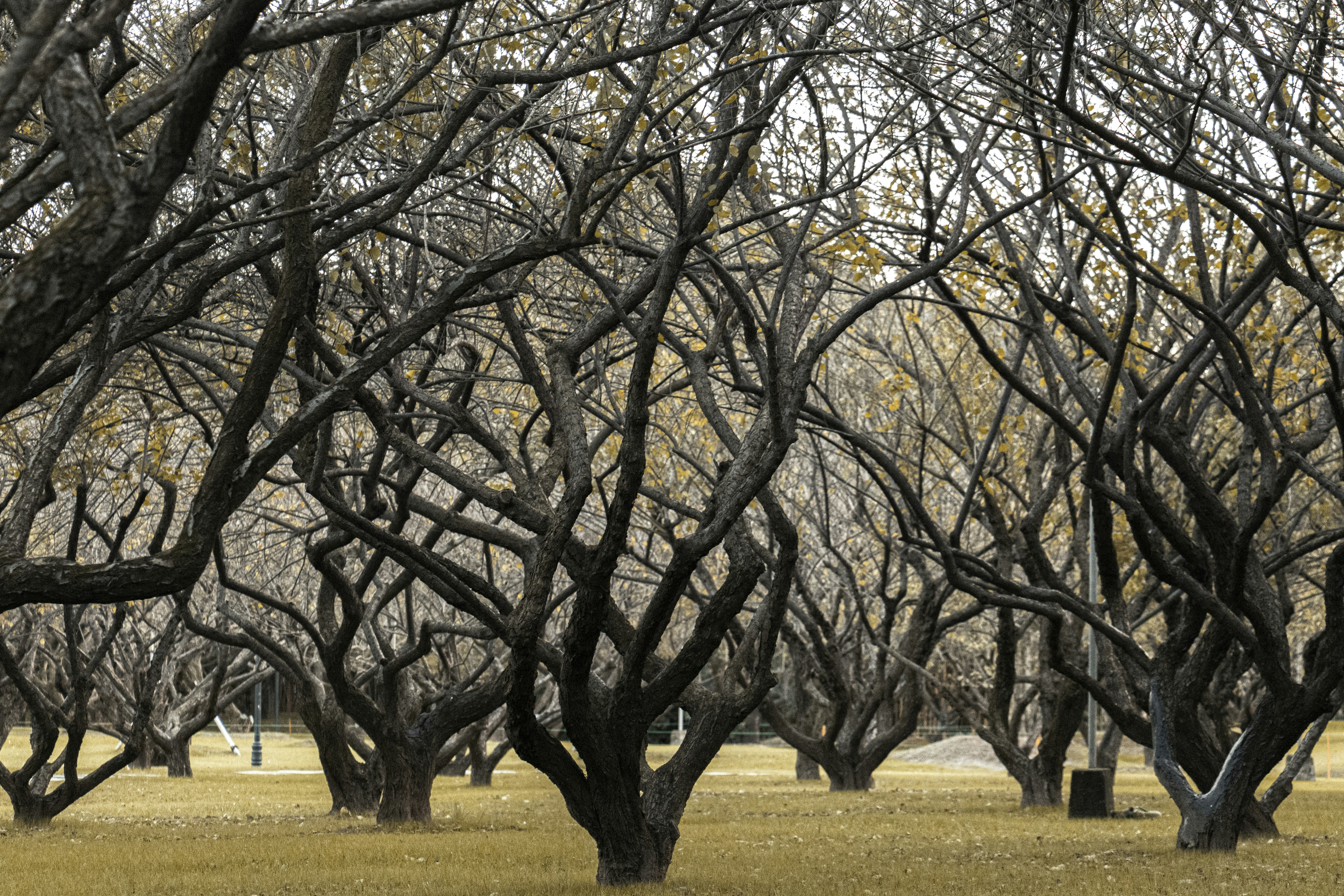 Whispers of the Twisted Grove