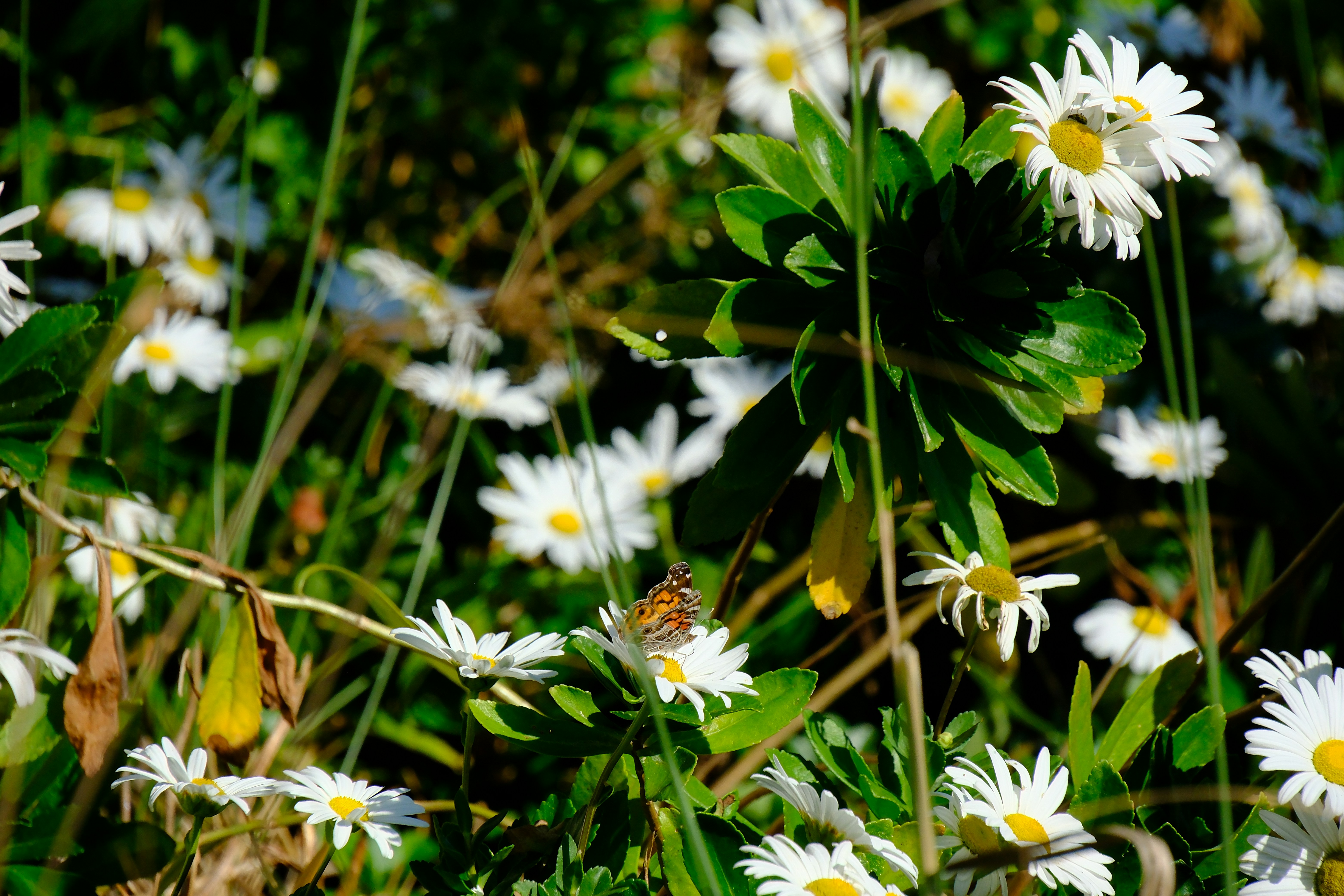 Whispers of Nature: A Butterfly's Serenade