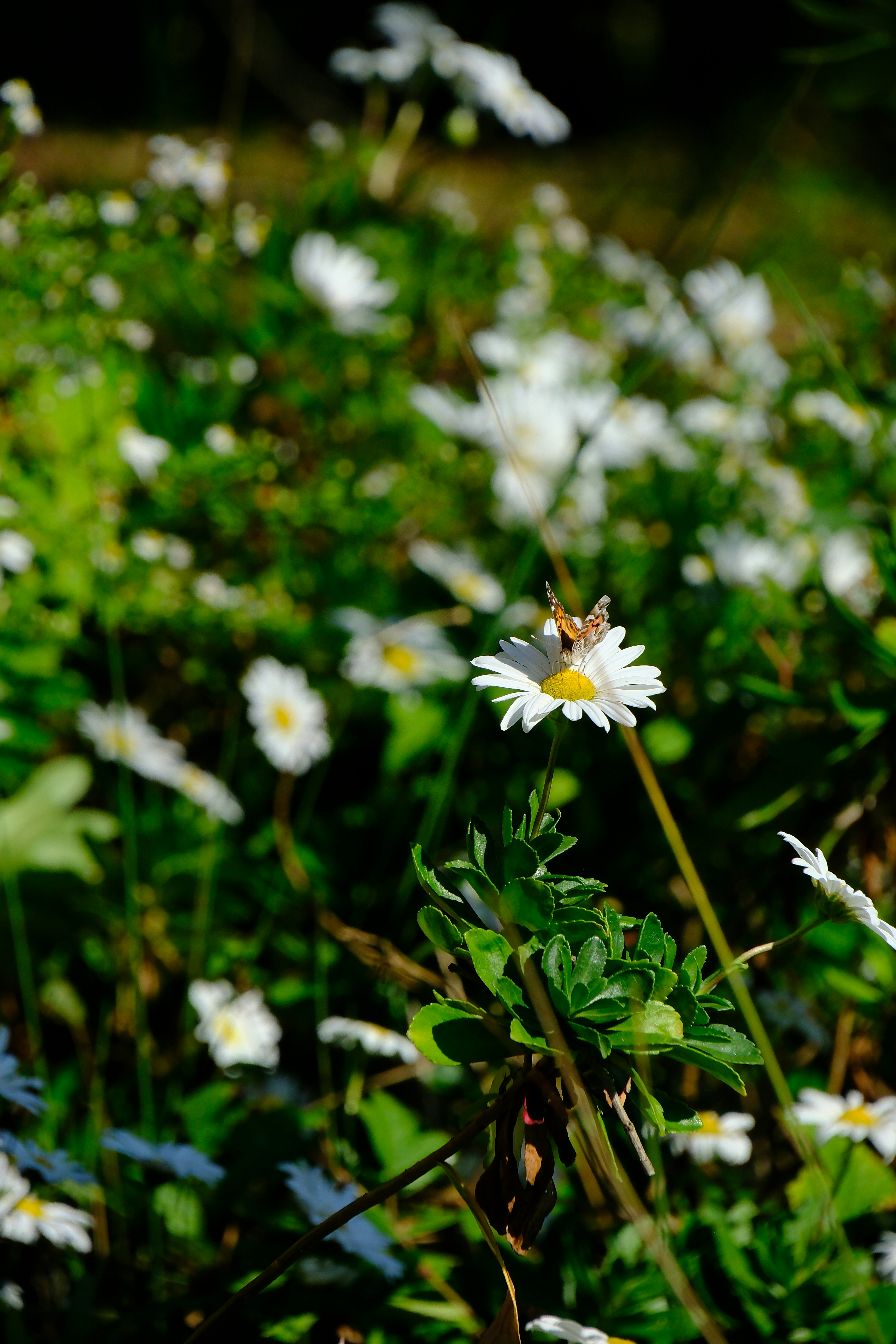 Whispers of Nature: A Butterfly's Embrace