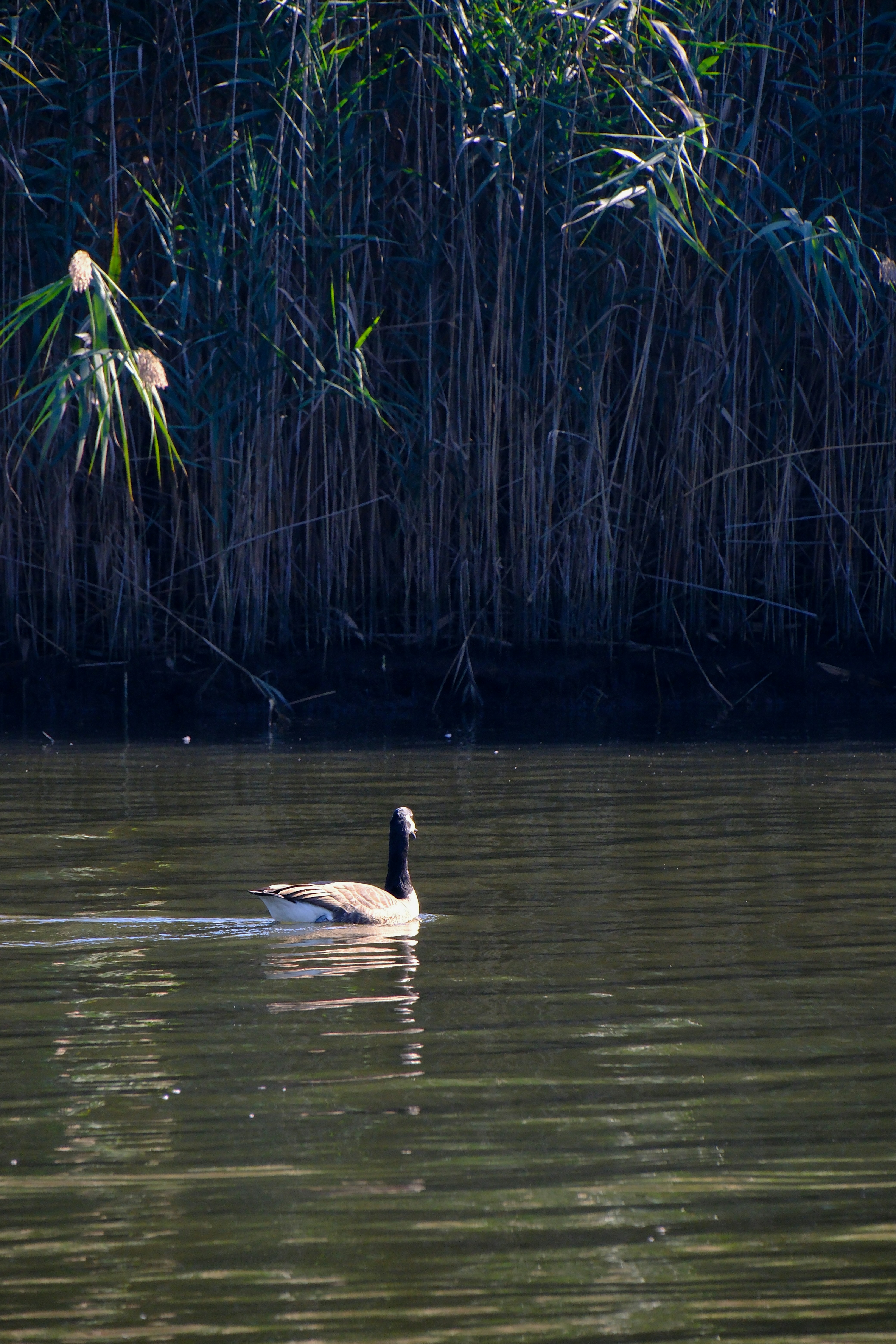 A goose swims in calm water near reeds.
