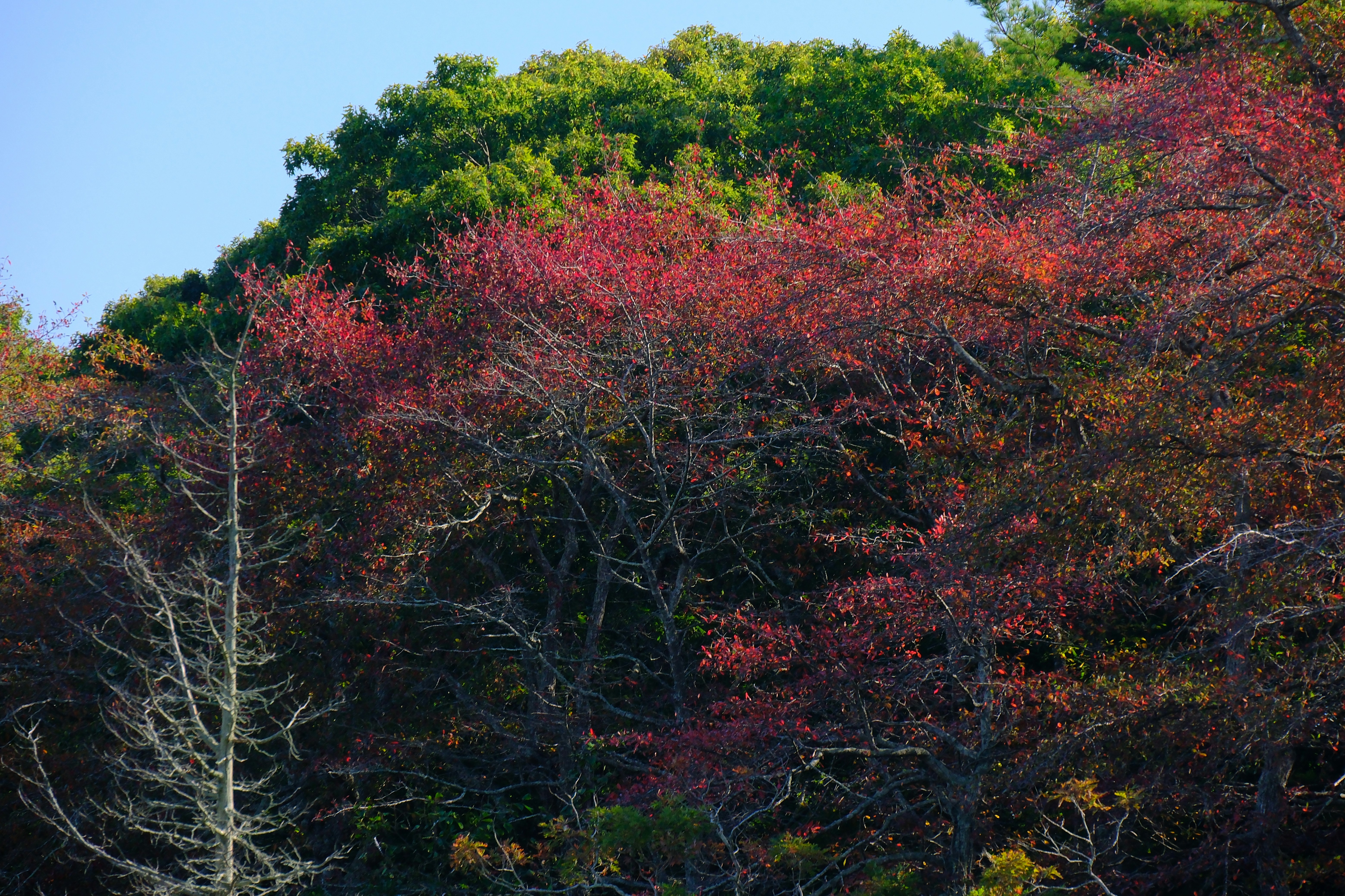 Vibrant foliage showcasing a blend of red and green leaves against a clear blue sky. The scene captures the essence of autumn's transformation.