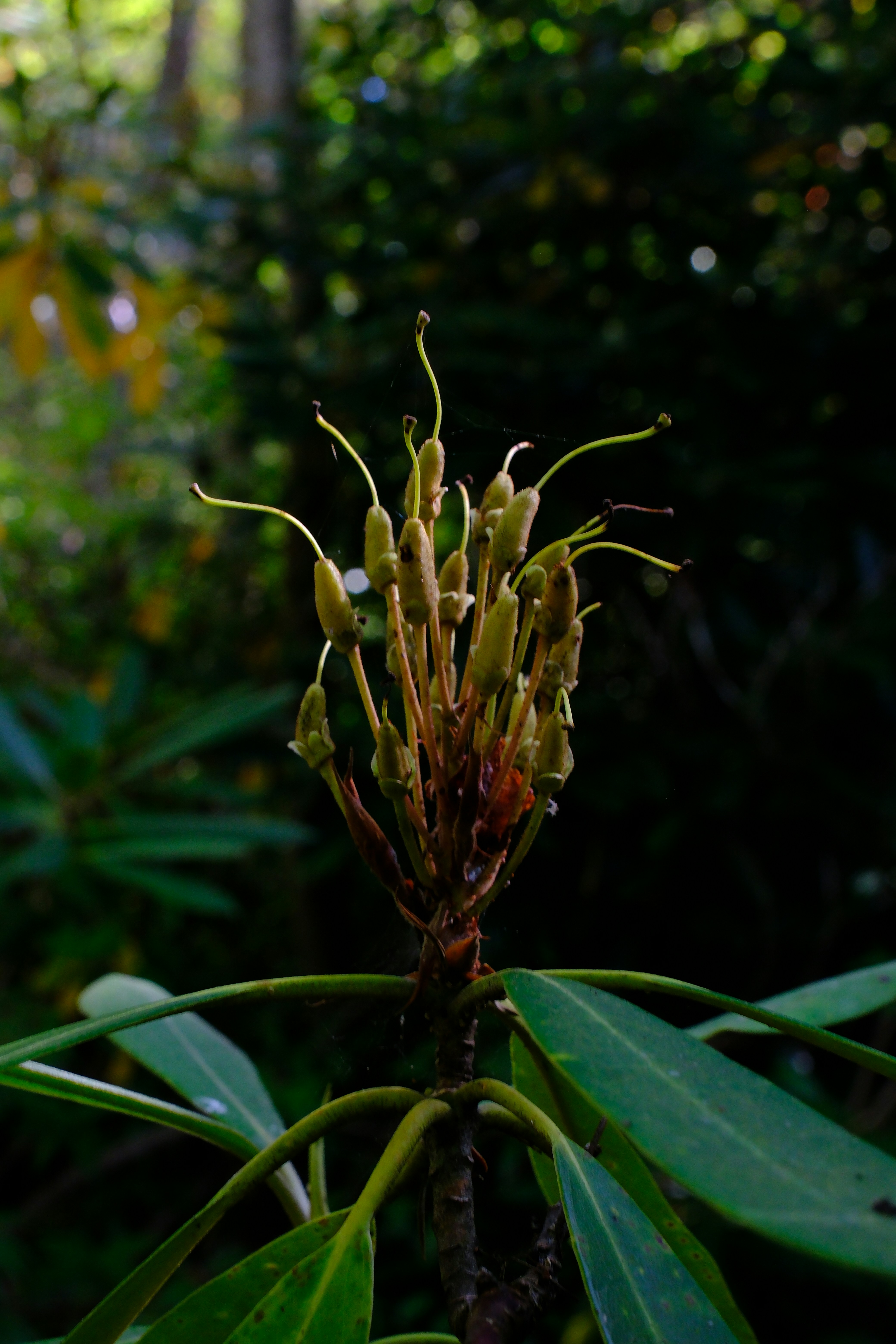 Nature's Intricate Bloom: A Study in Green and Gold