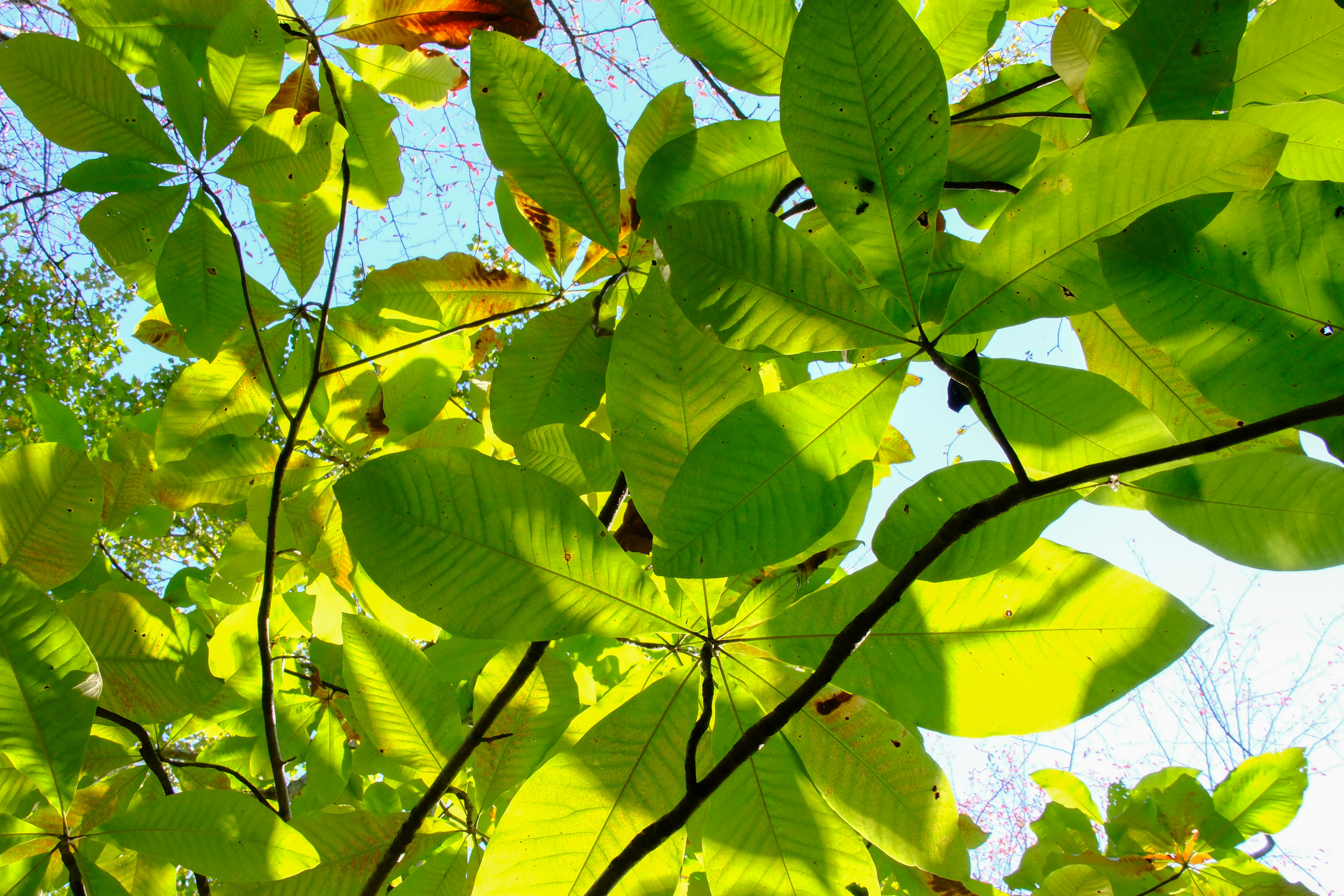 Green leaves backlit by bright sunlight