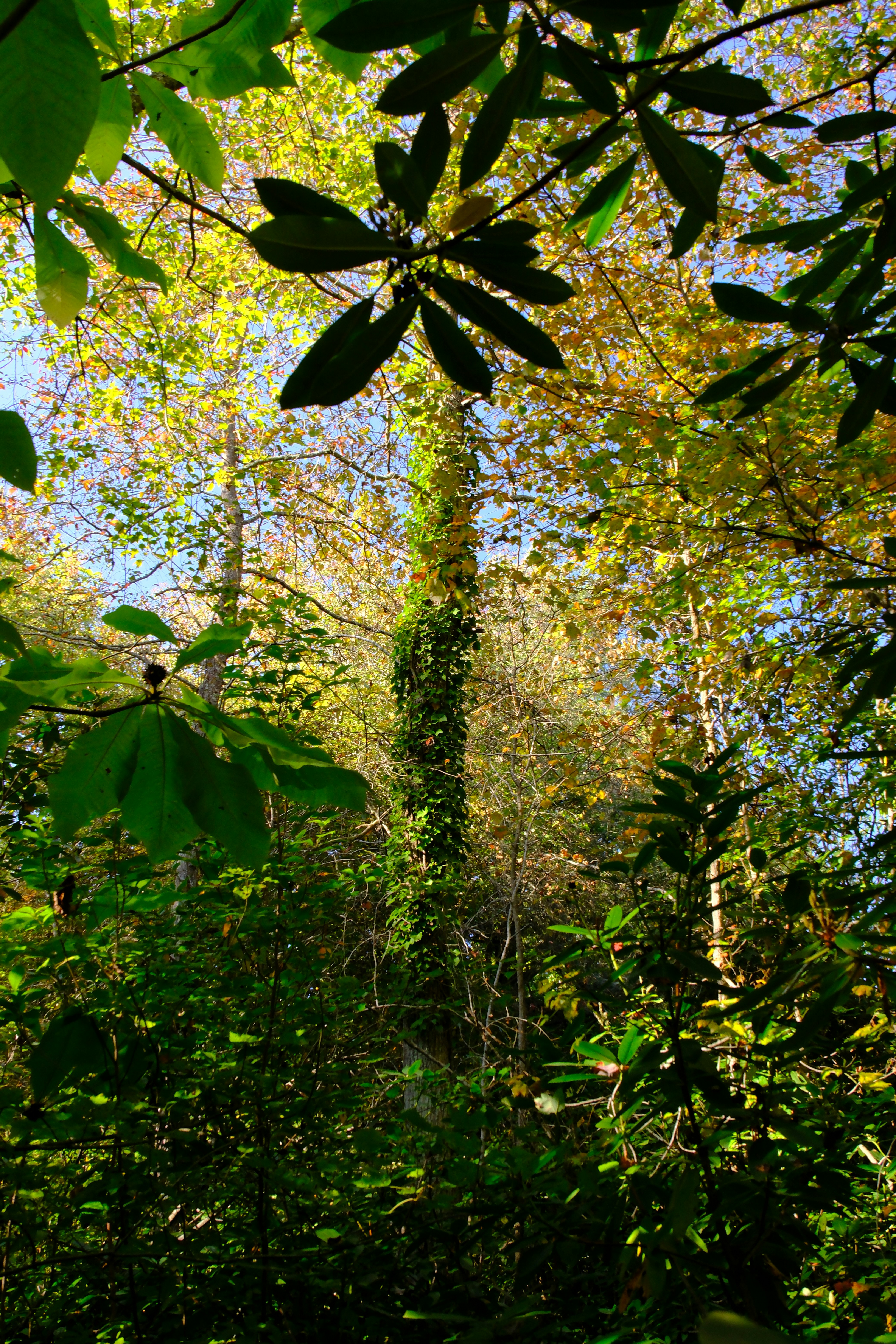 Emerald Embrace: Nature's Lush Canopy