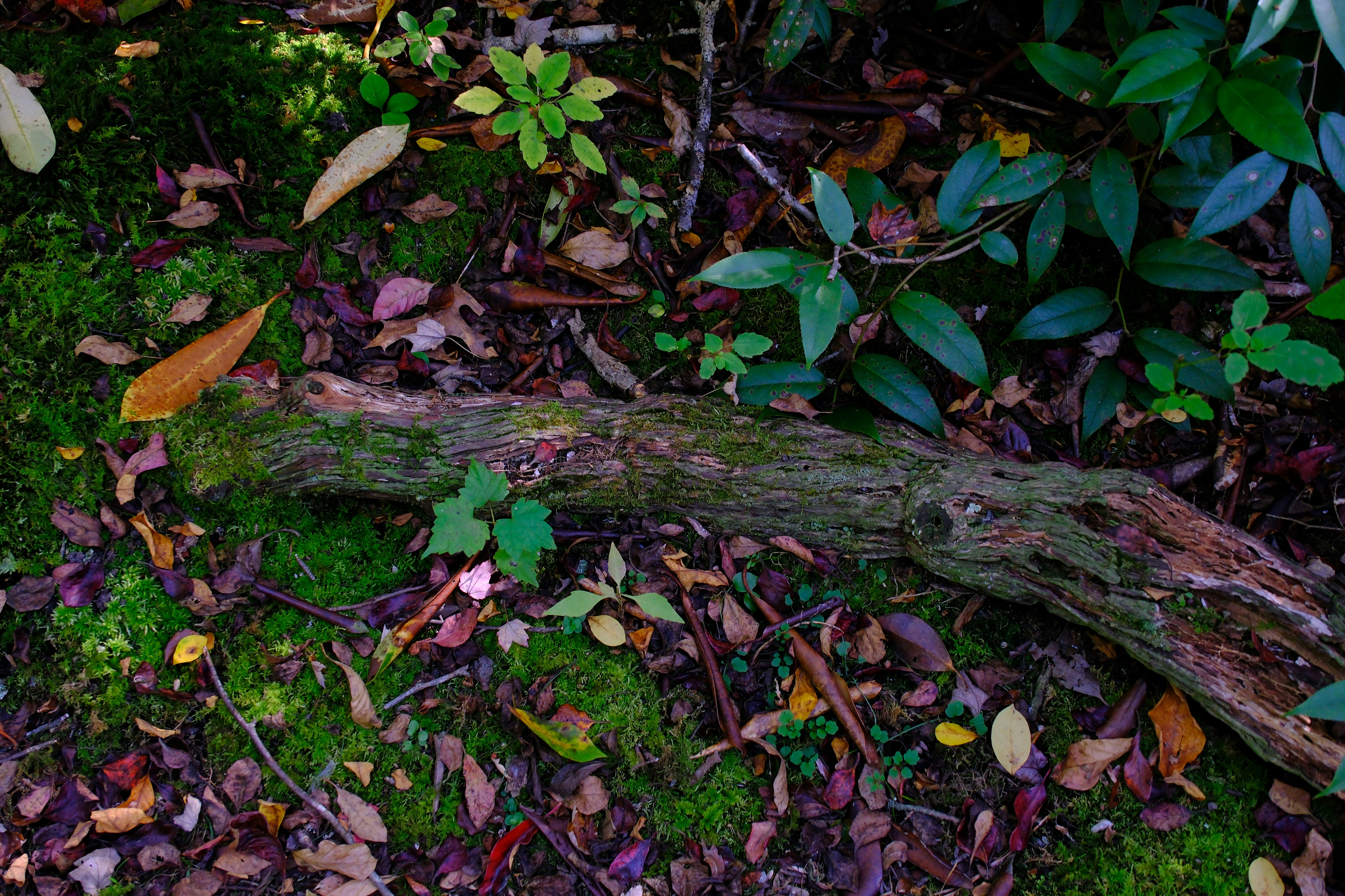 Tronco caído en el suelo del bosque cubierto de musgo con hojas foto ...