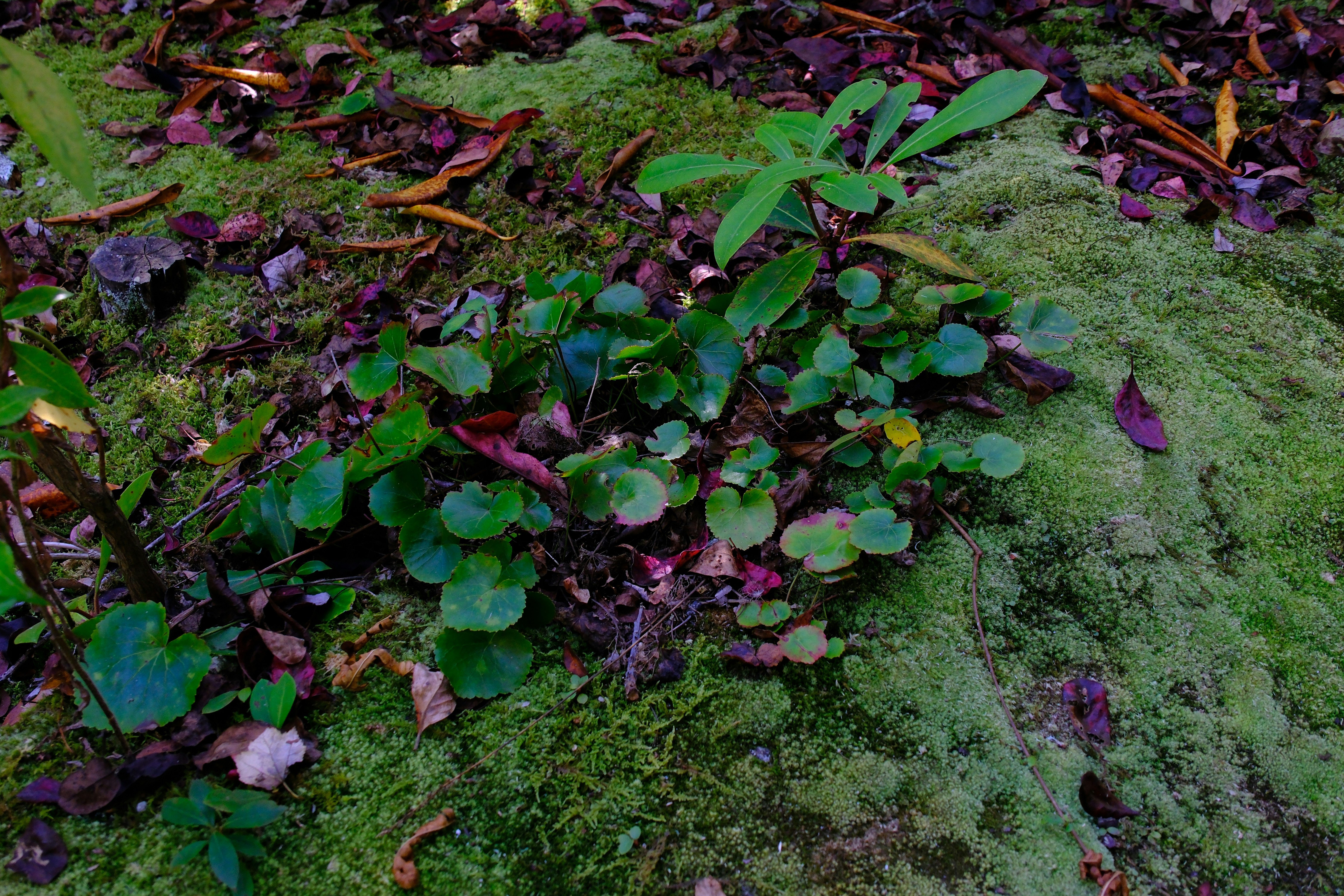 Nature Ground Pictures | Download Free Images on Unsplash