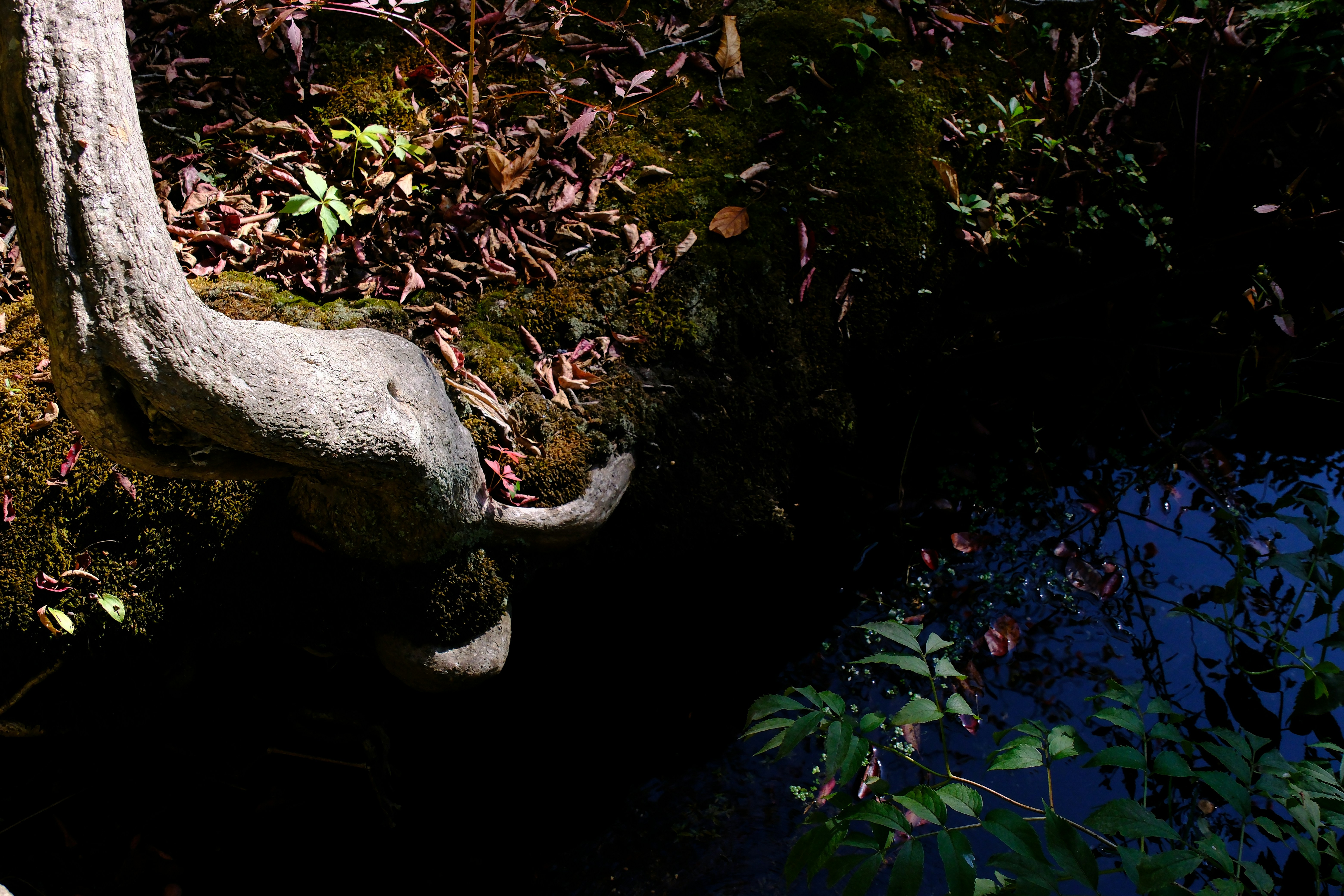 Tree roots arching over dark water in forest