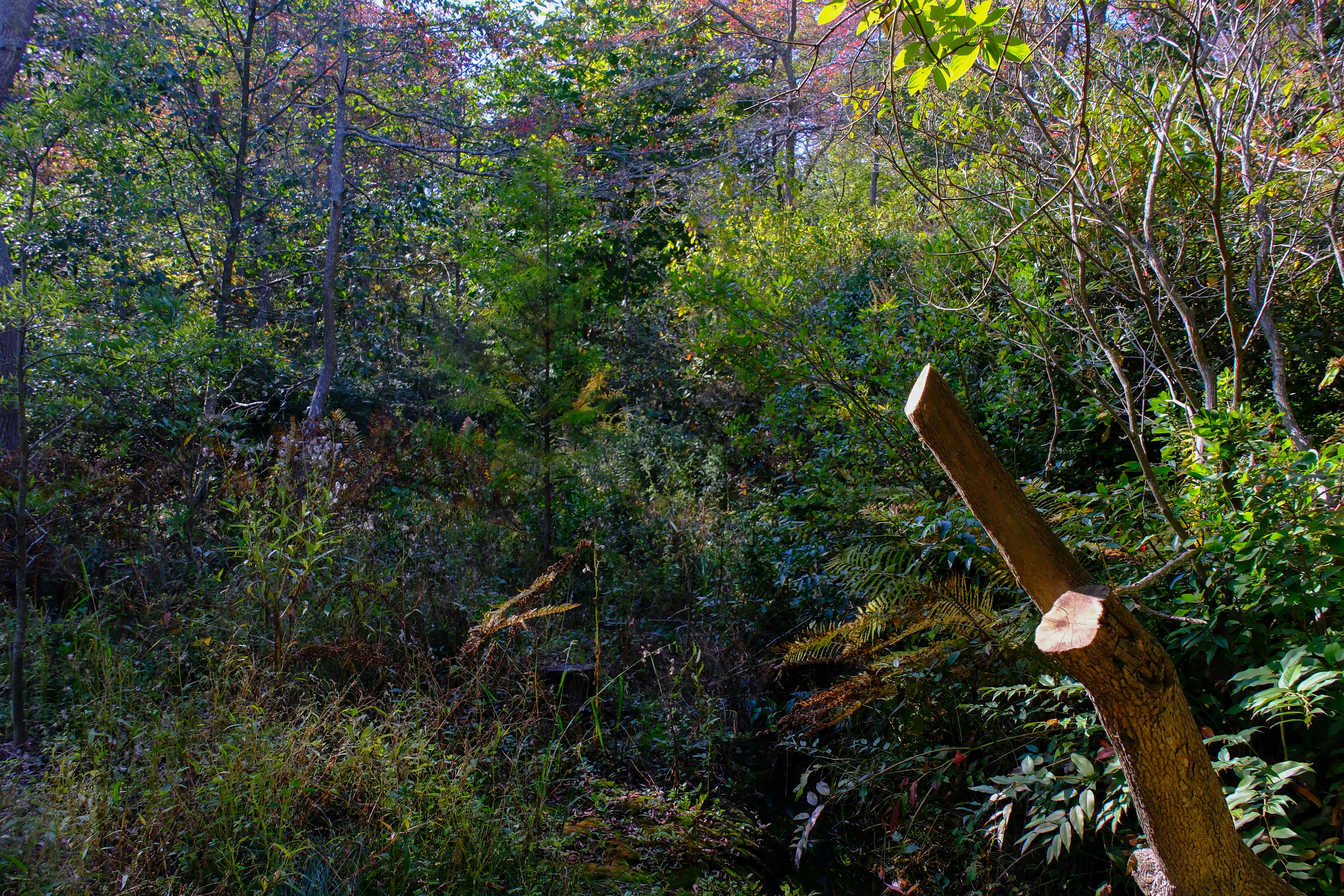 Photo by MICHAEL CHIARA with Fujifilm X-H2S