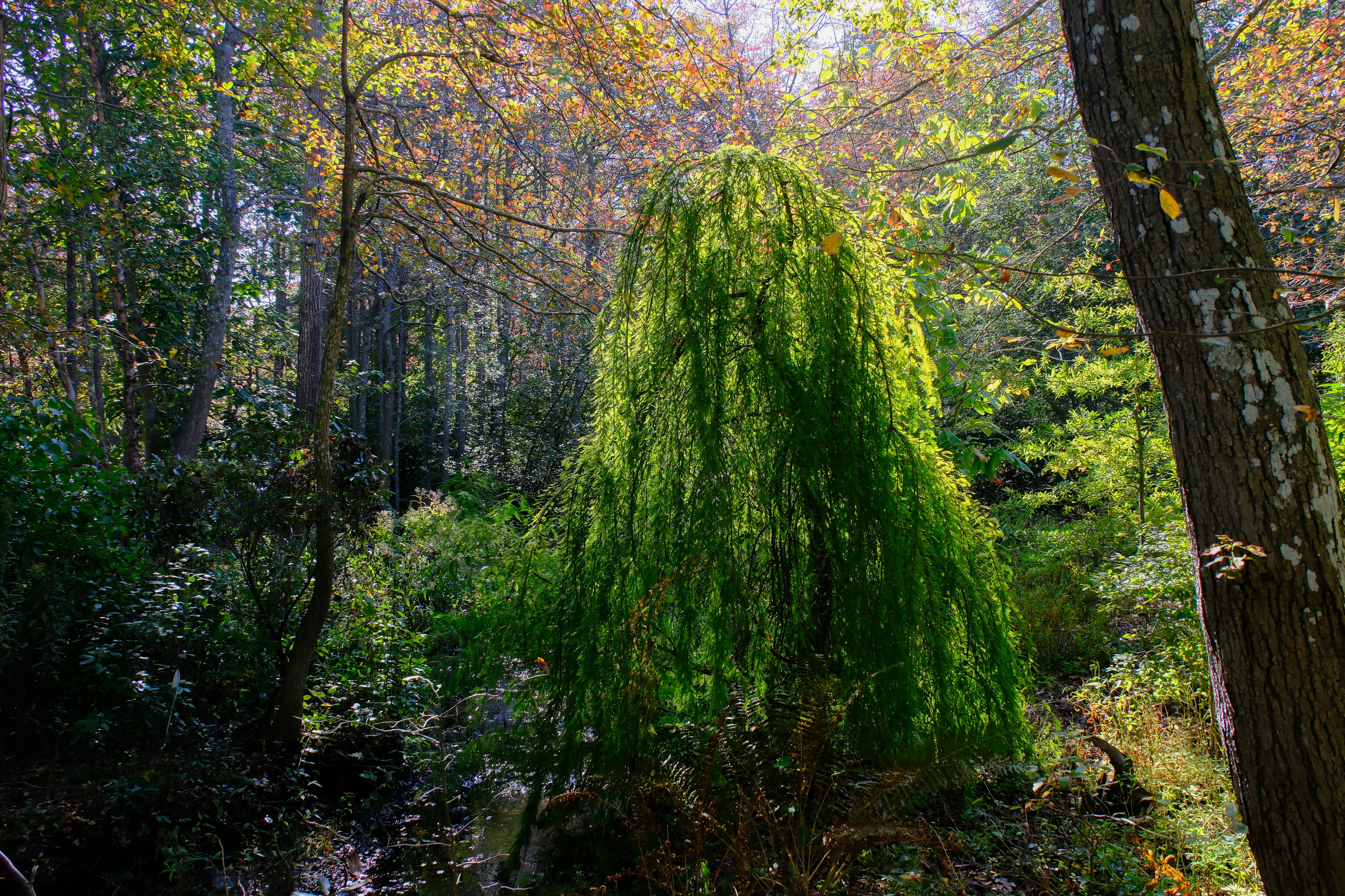Emerald Cascade Amidst Autumn Hues