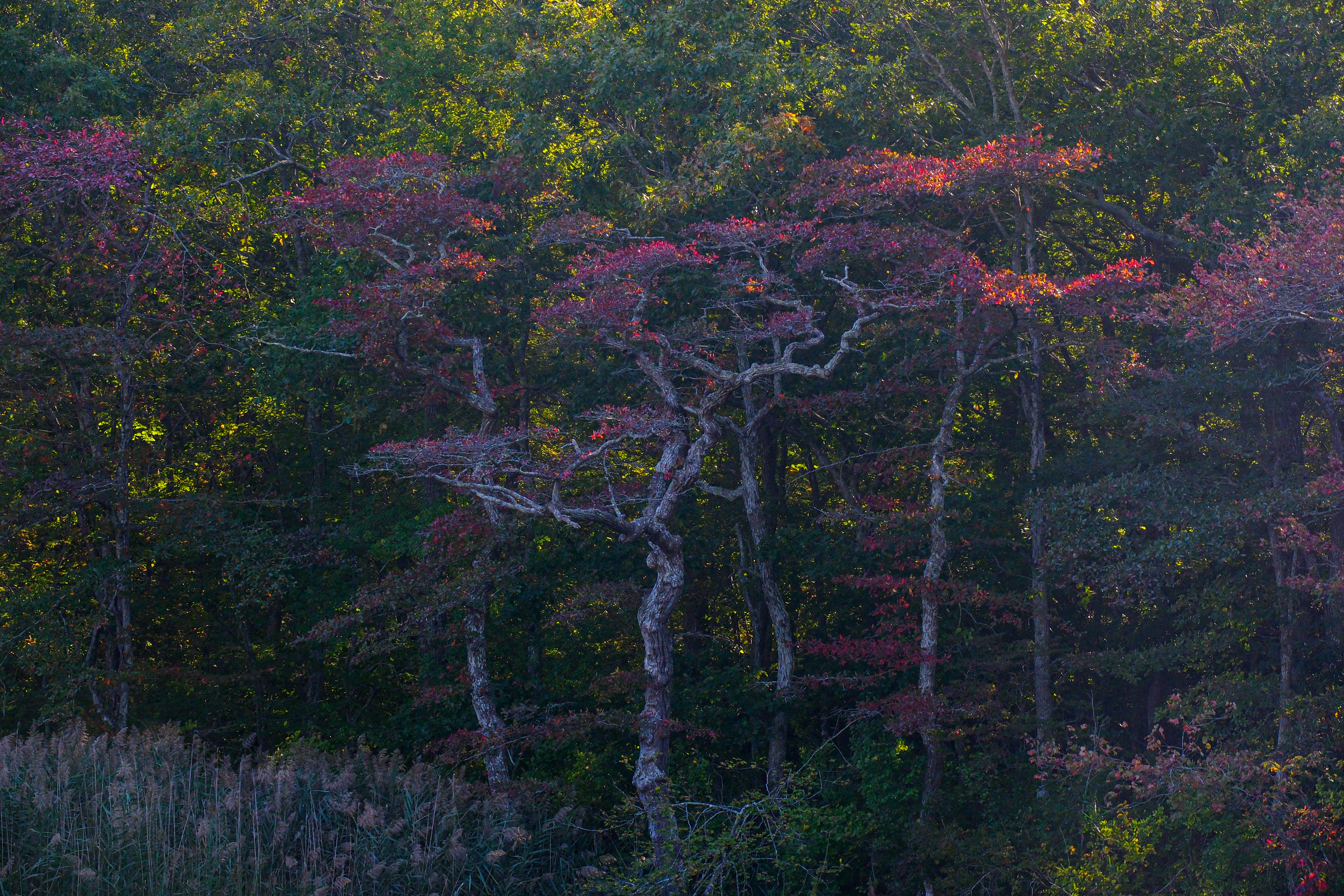 A cluster of vibrant trees displaying autumn hues amidst a lush green backdrop. The interplay of colors highlights the seasonal transition.
