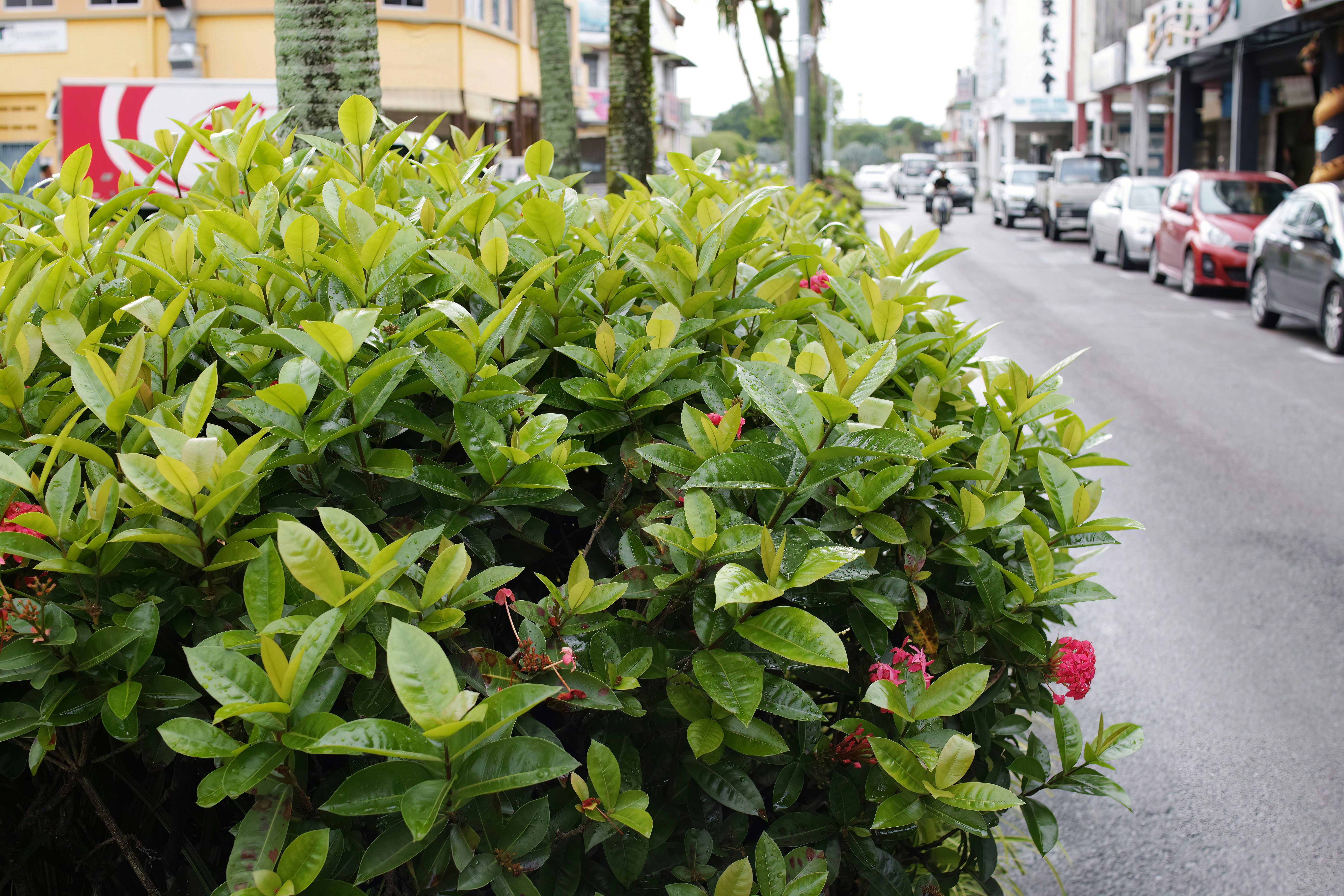 Lush green bush with pink flowers on street