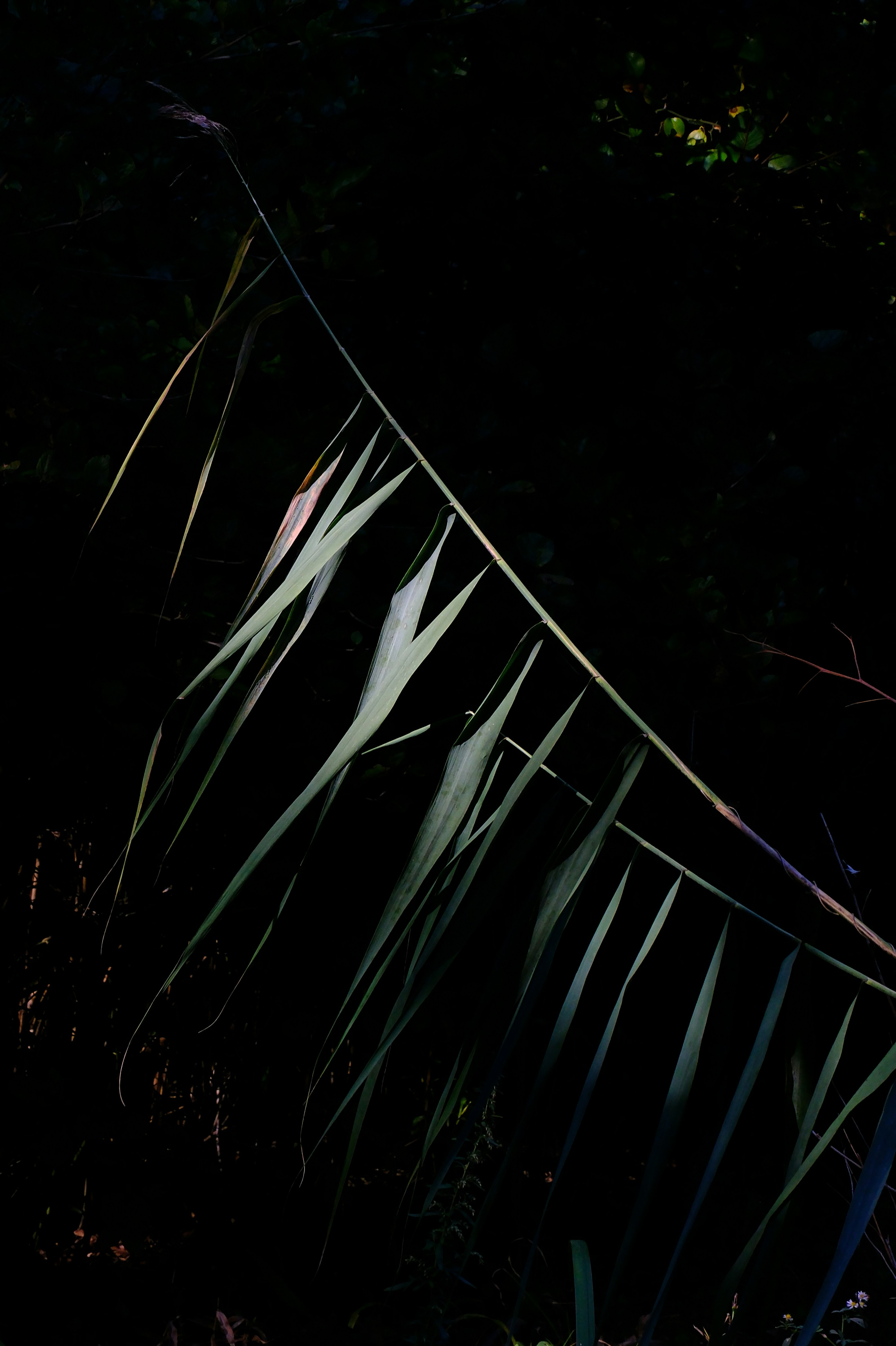 Whispers of the Night: A Leaf's Solitude
