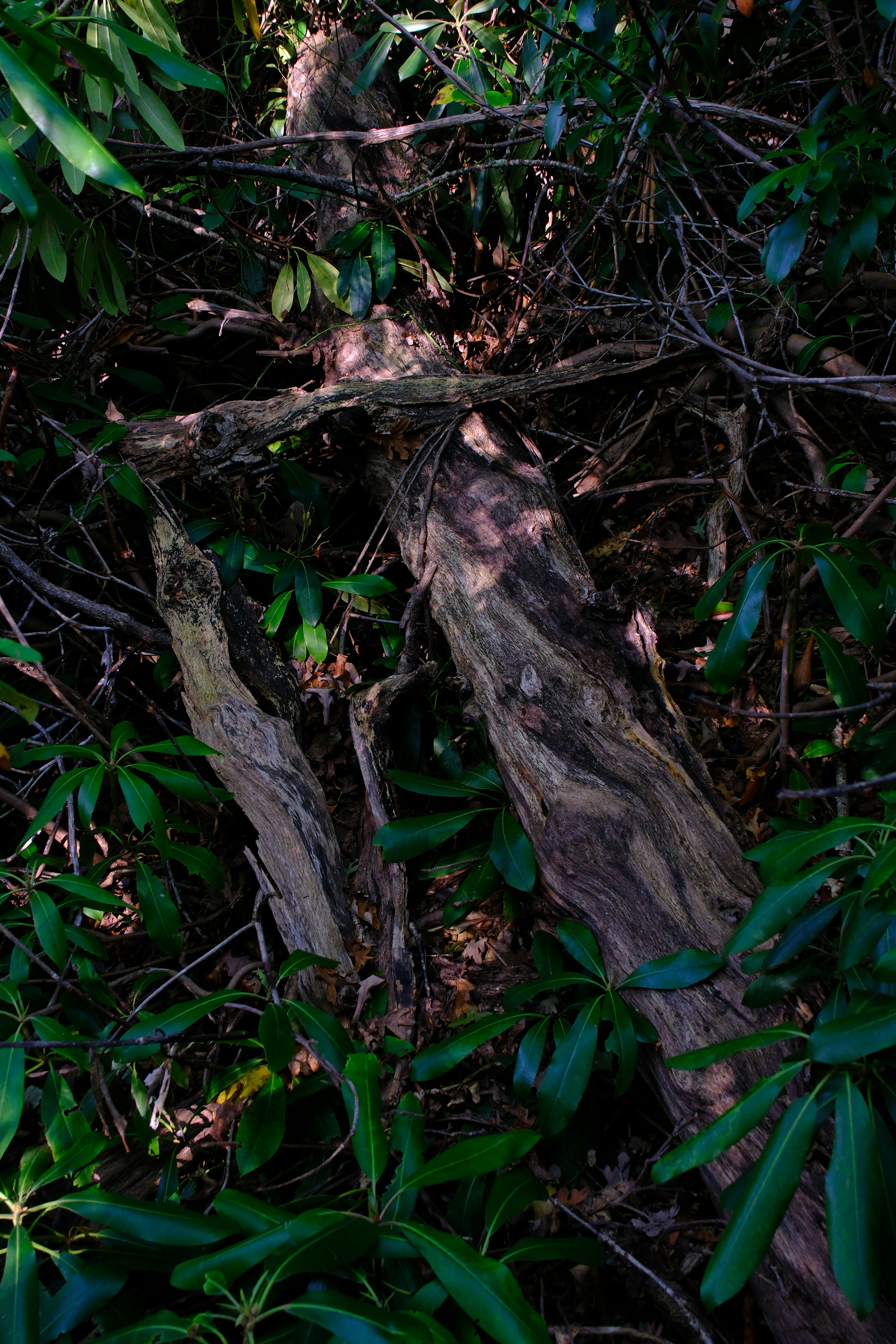 Fallen tree trunk surrounded by lush green foliage.