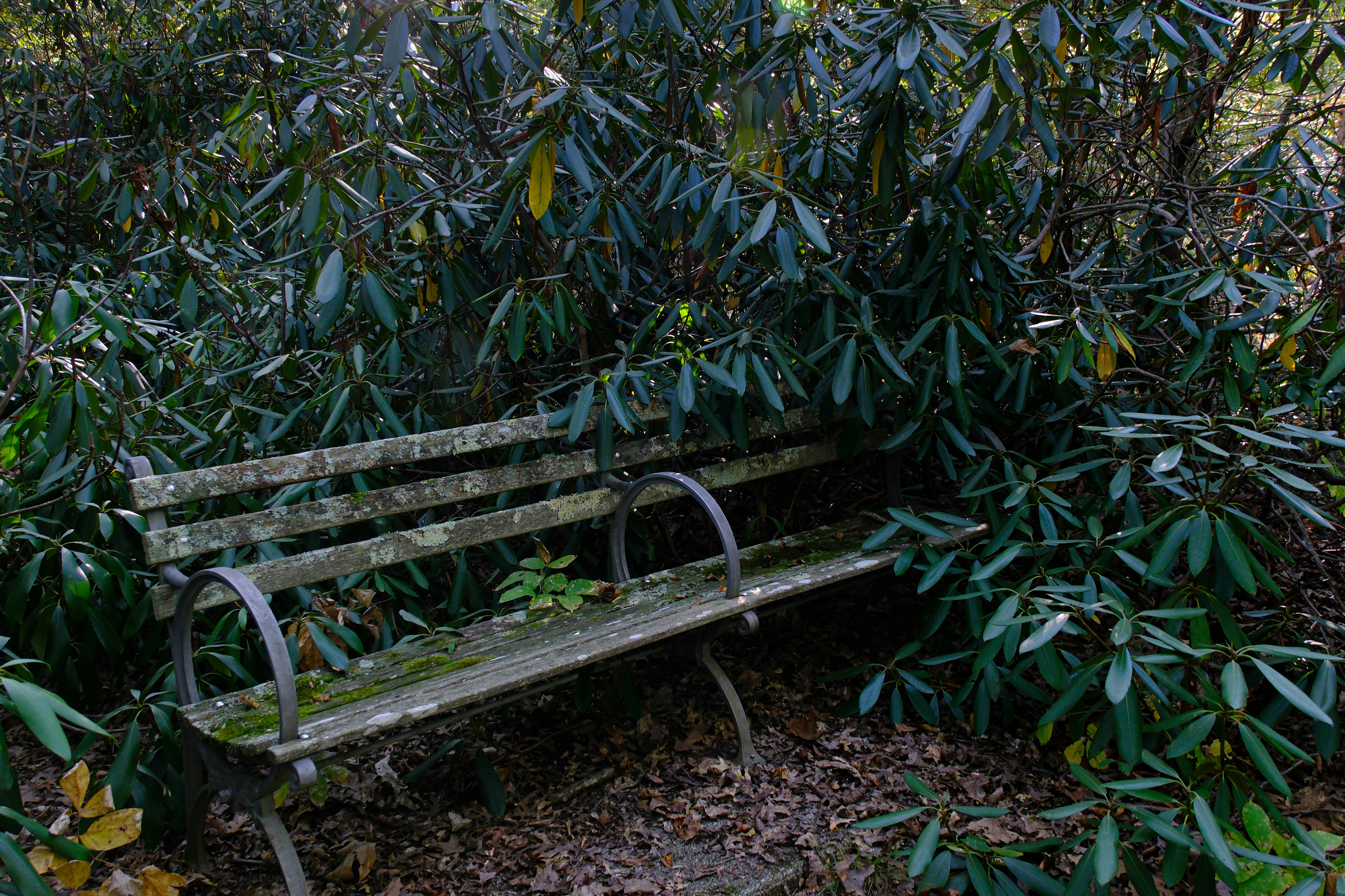 Nature's Embrace: A Forgotten Resting Spot