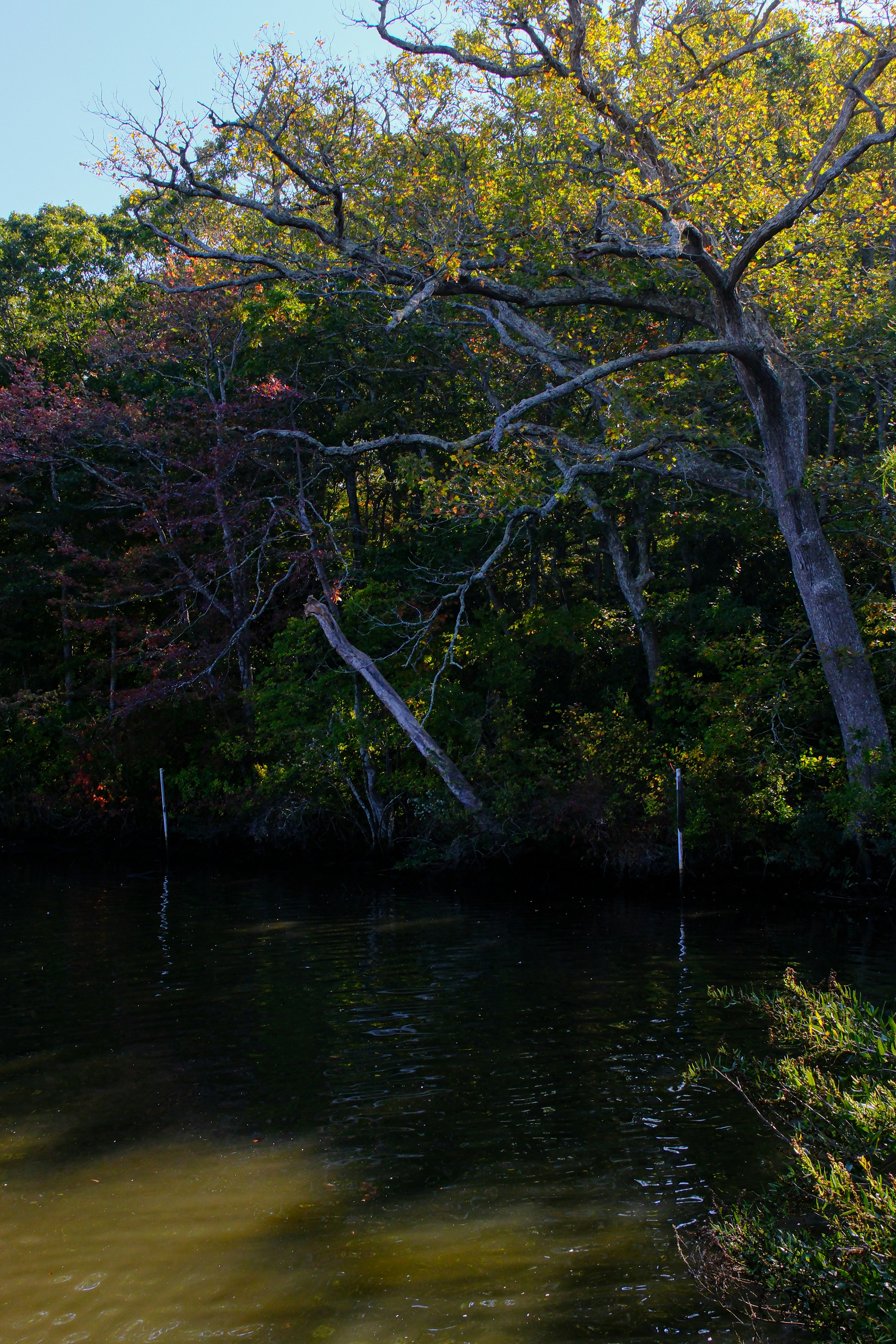 Twisted Riverside Canopy: Light, Shadow, and Reflection