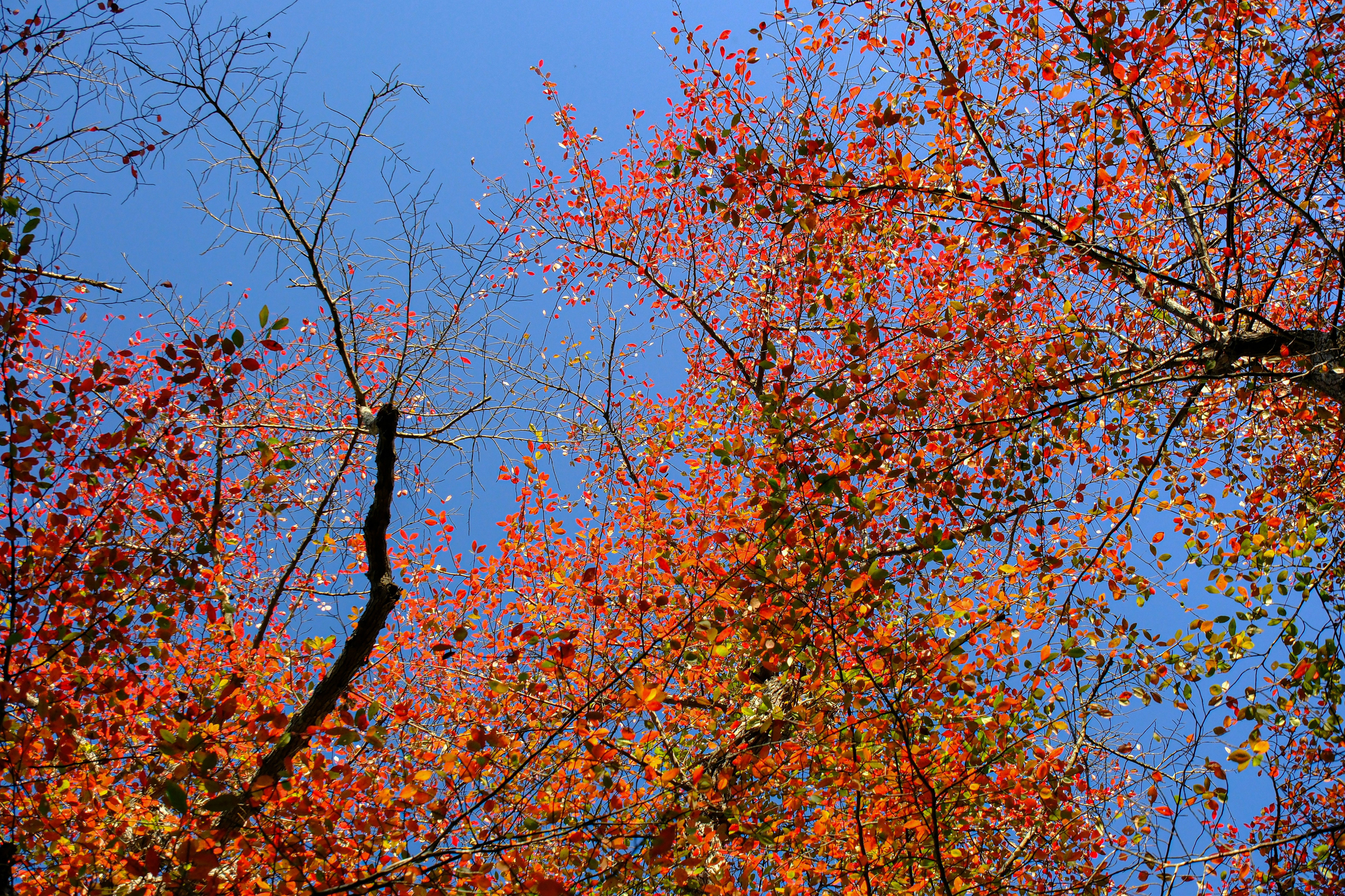 Vibrant autumn leaves create a colorful canopy against a clear blue sky, showcasing the beauty of the season.