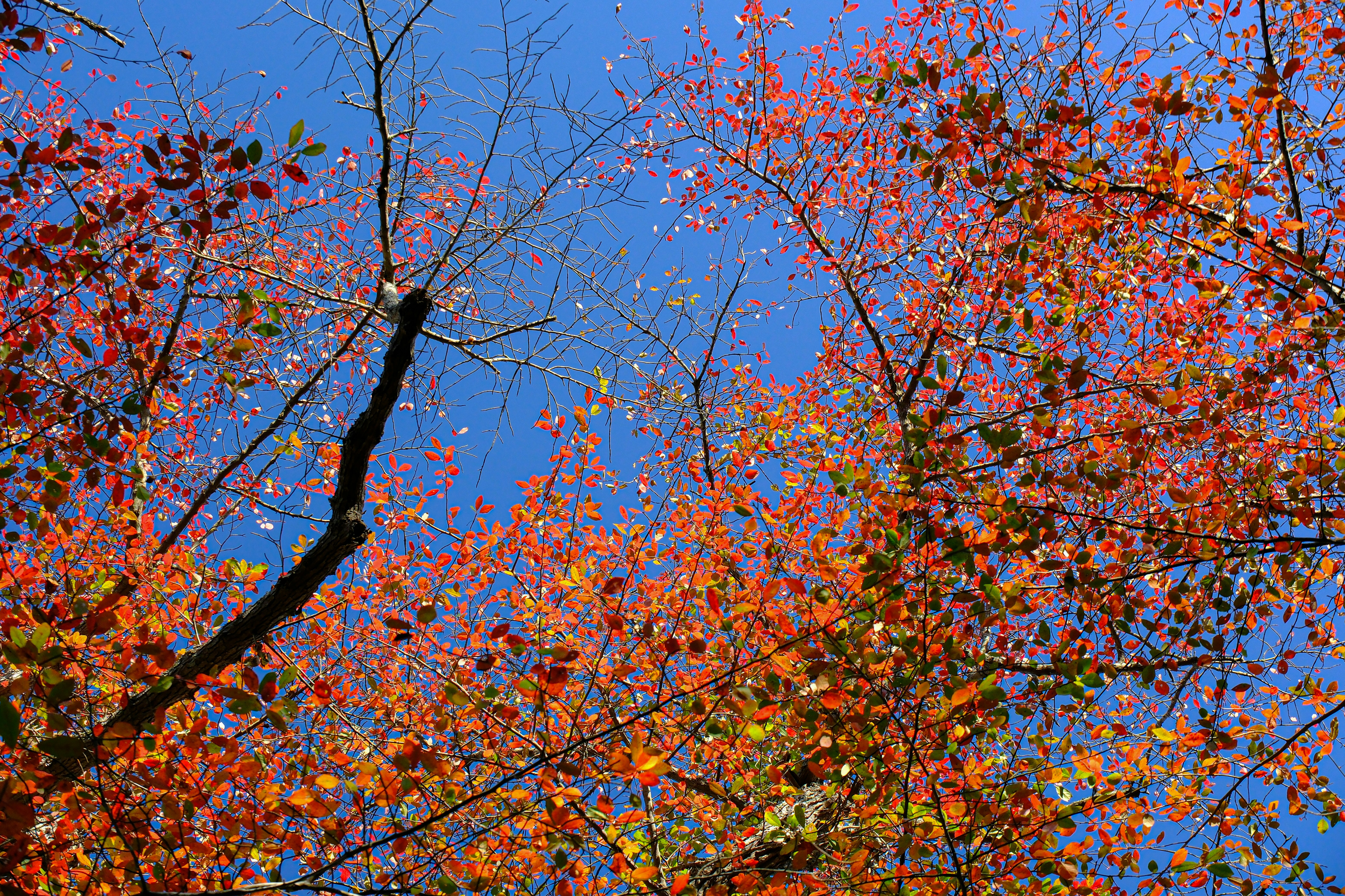 Vibrant autumn leaves in shades of red and orange contrast against a clear blue sky, showcasing the beauty of seasonal change.
