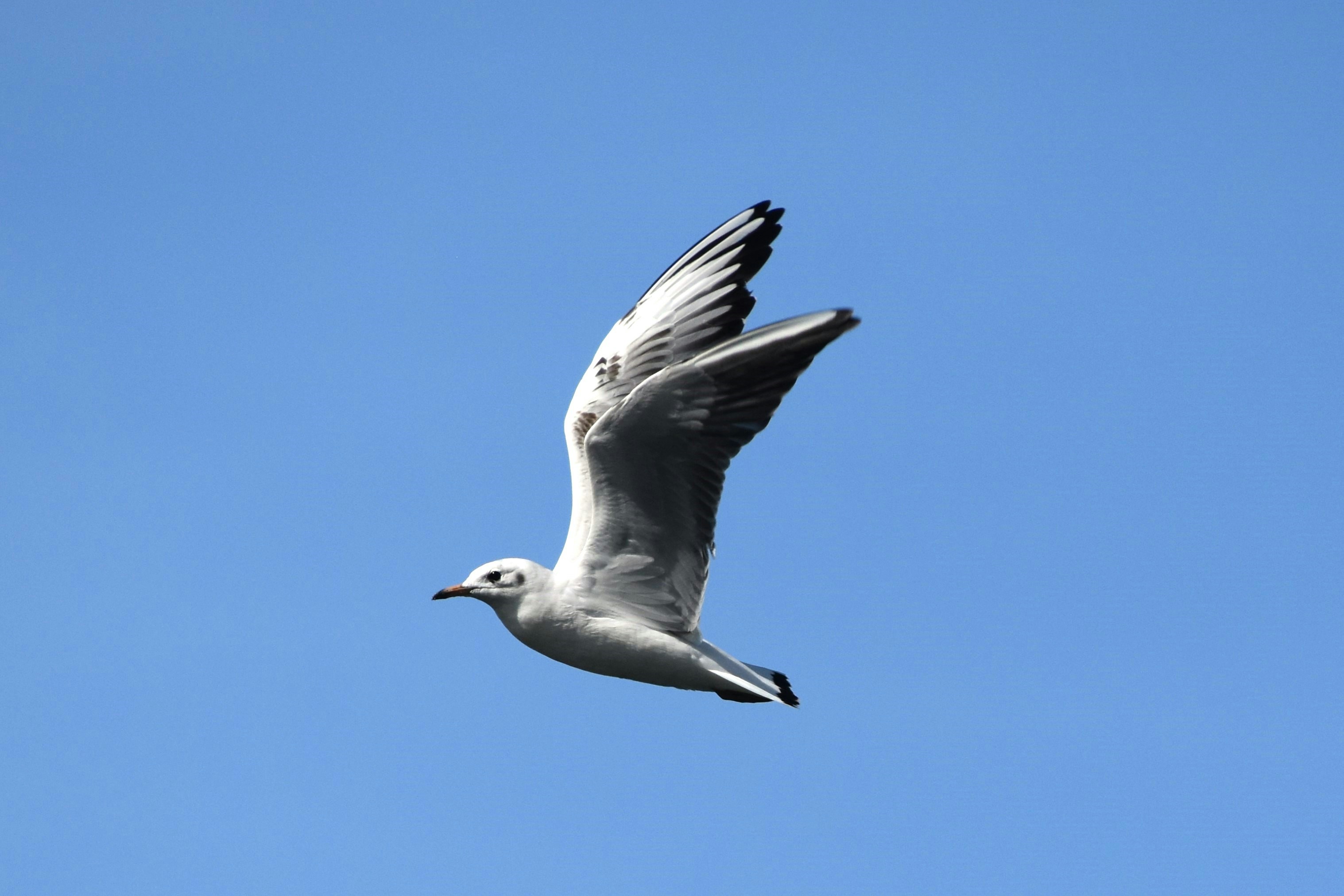 Soaring Serenity: A Seagull in Flight