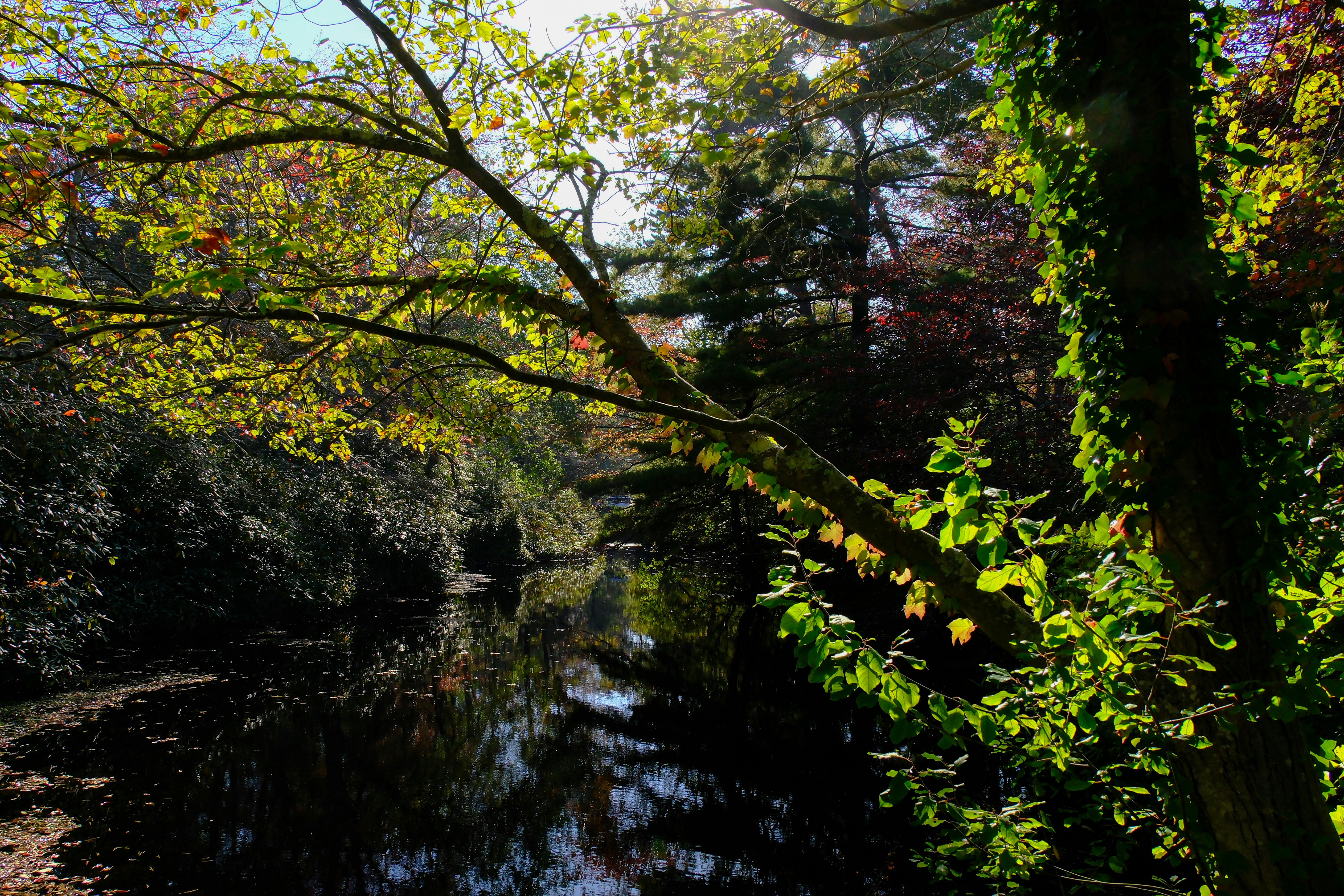 Whispers of Autumn by the Water